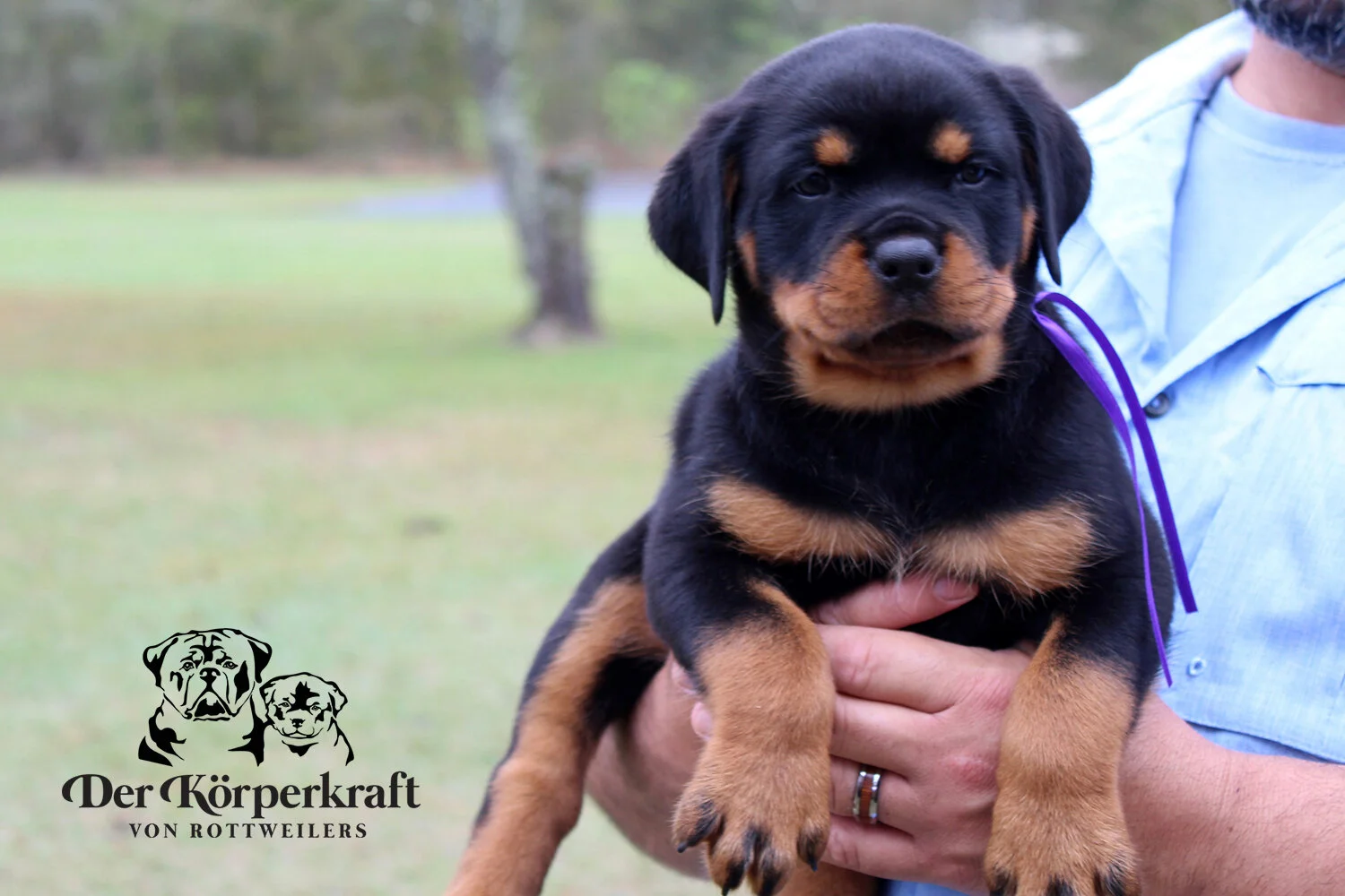 DKV Rottweilers | German Rottweiler Puppies For Sale | DKV Rottweilers ...