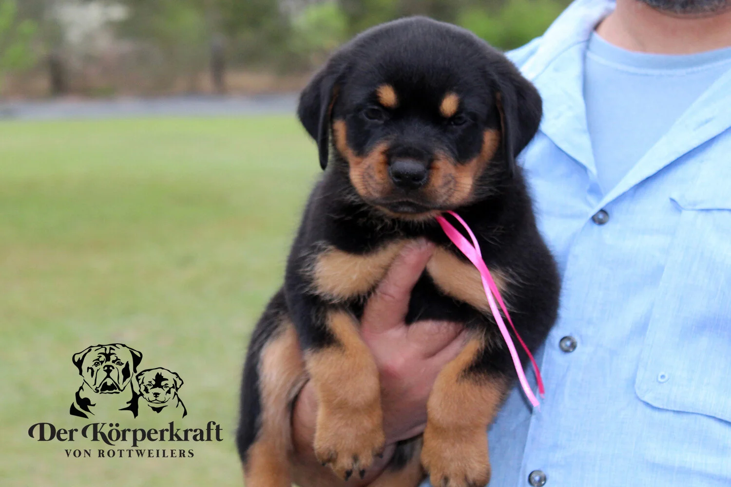DKV Rottweilers | German Rottweiler Puppies For Sale | DKV Rottweilers ...