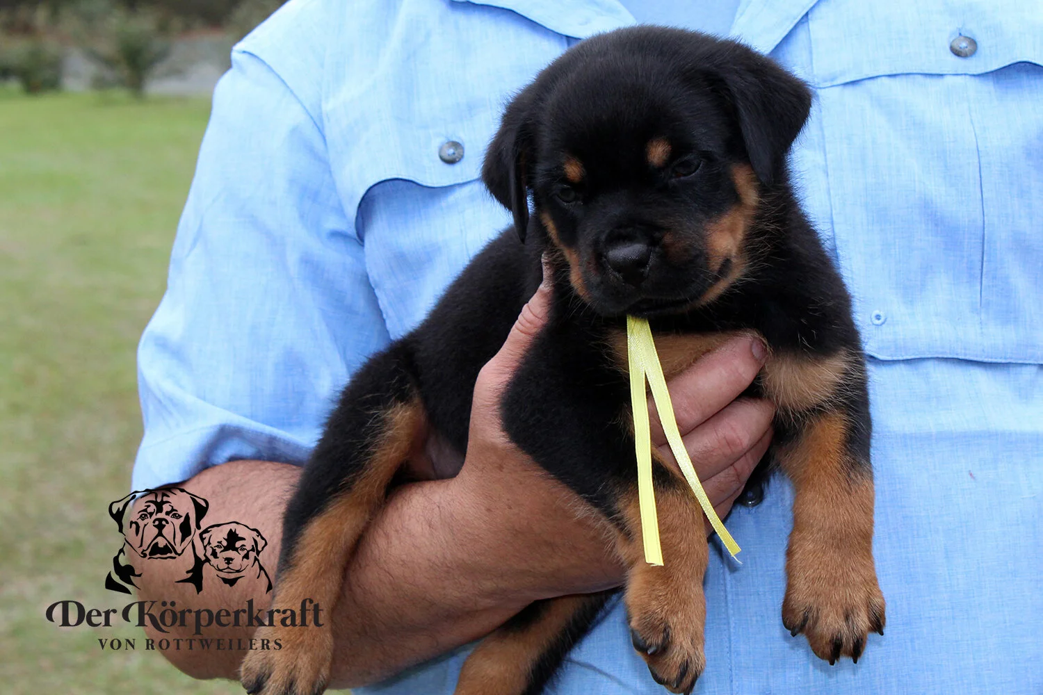 DKV Rottweilers | German Rottweiler Puppies For Sale | DKV Rottweilers ...