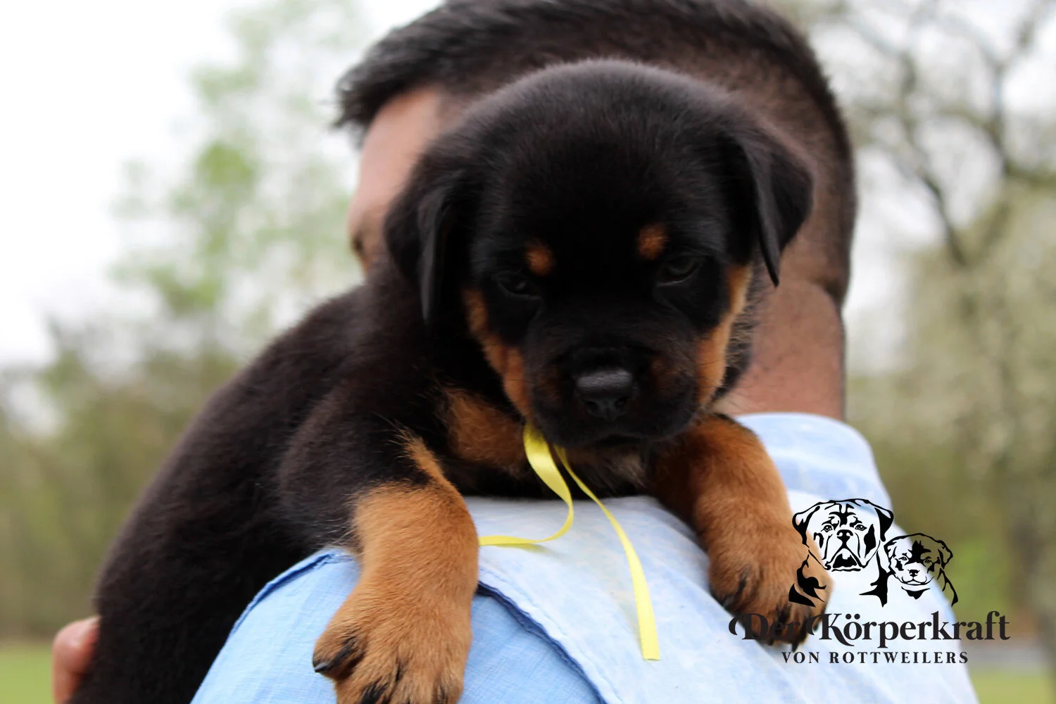 DKV Rottweilers | German Rottweiler Puppies For Sale | DKV Rottweilers ...