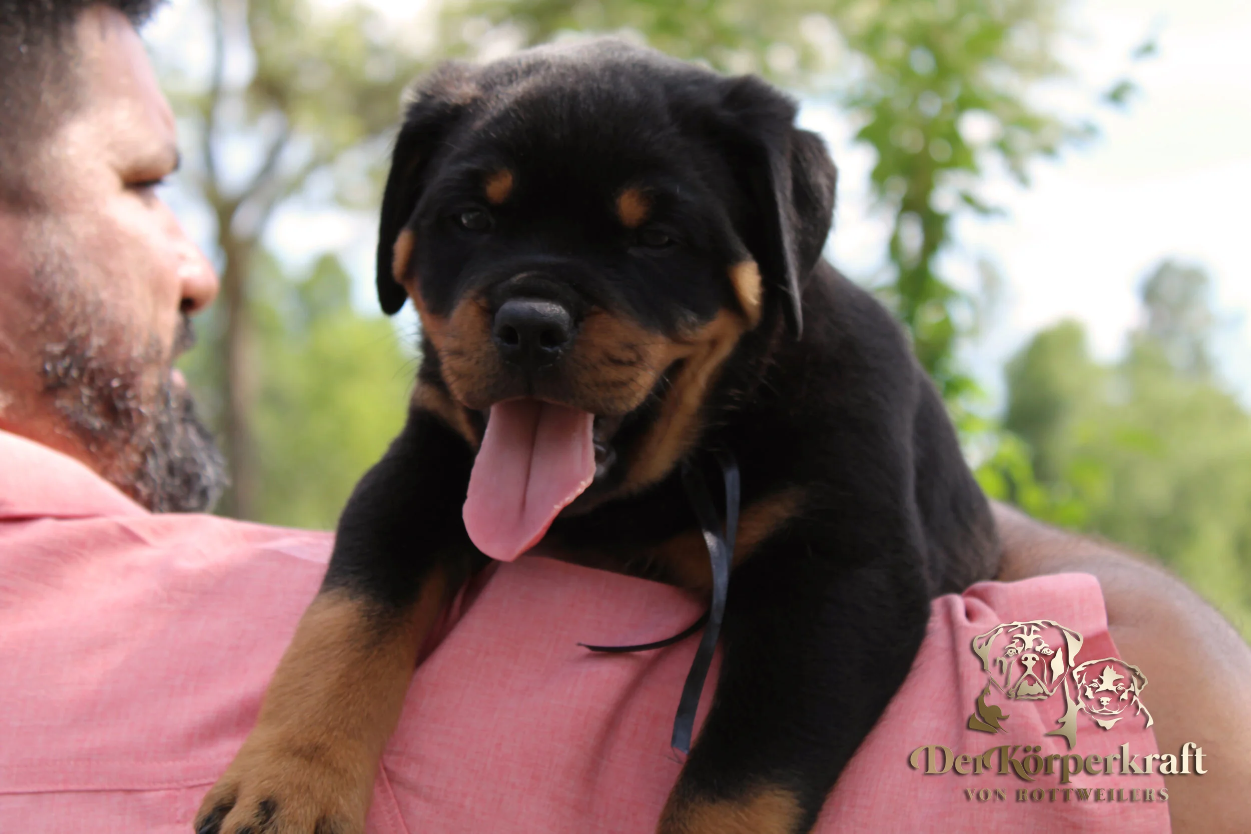 DKV Rottweilers | German Rottweiler Puppies For Sale