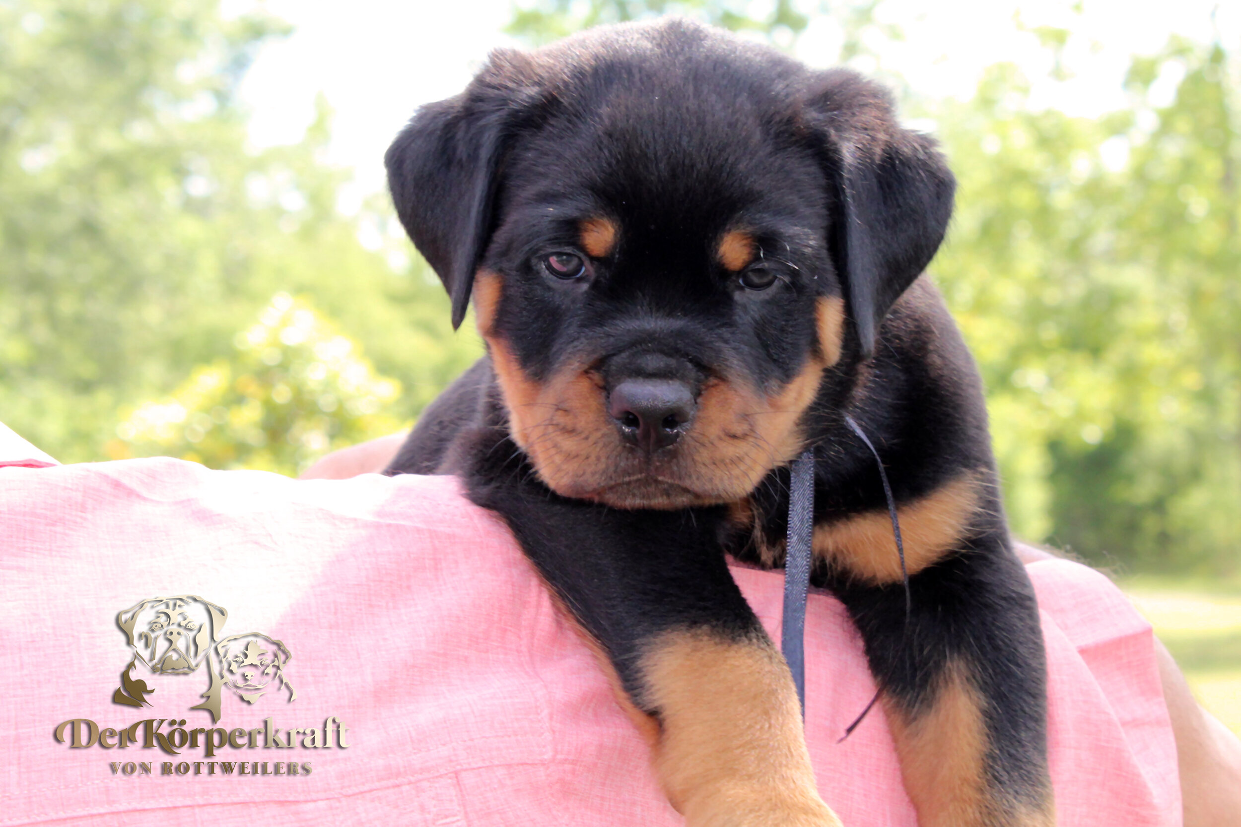 DKV Rottweilers | German Rottweiler Puppies For Sale