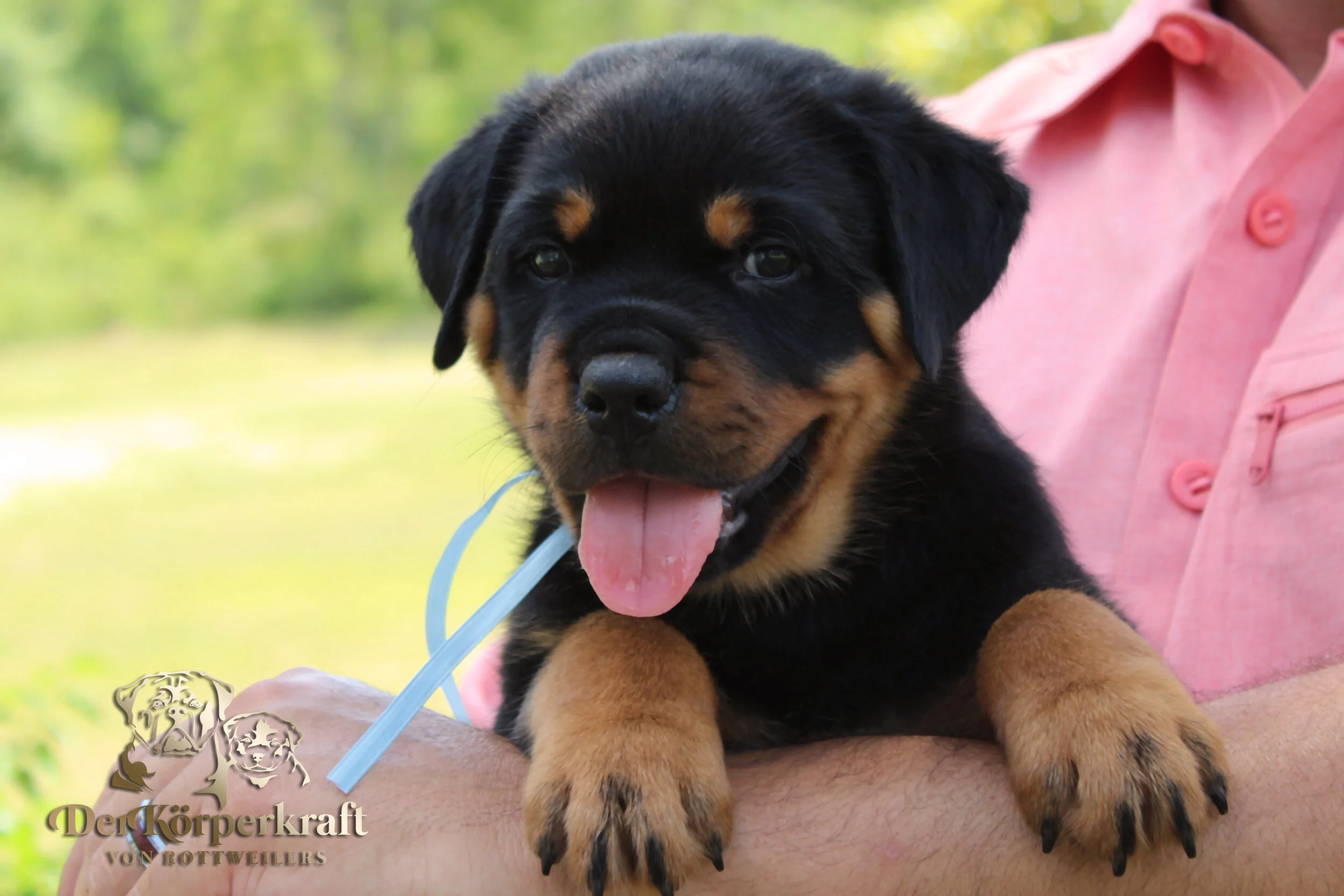 DKV Rottweilers | German Rottweiler Puppies For Sale | DKV Rottweilers ...