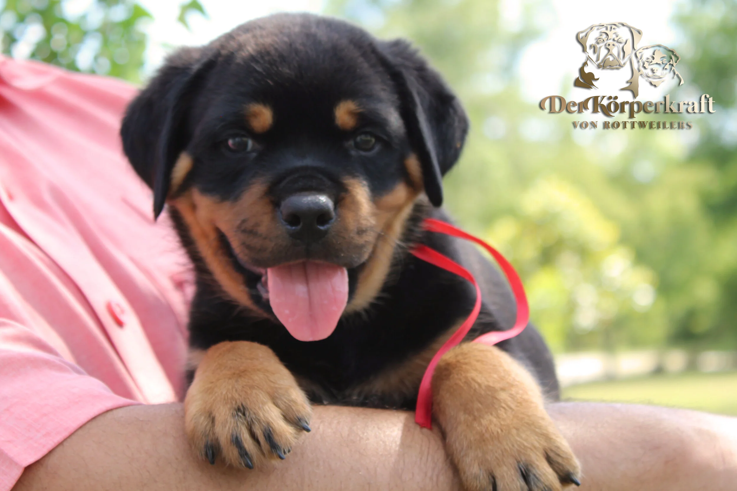 DKV Rottweilers | German Rottweiler Puppies For Sale | DKV Rottweilers ...