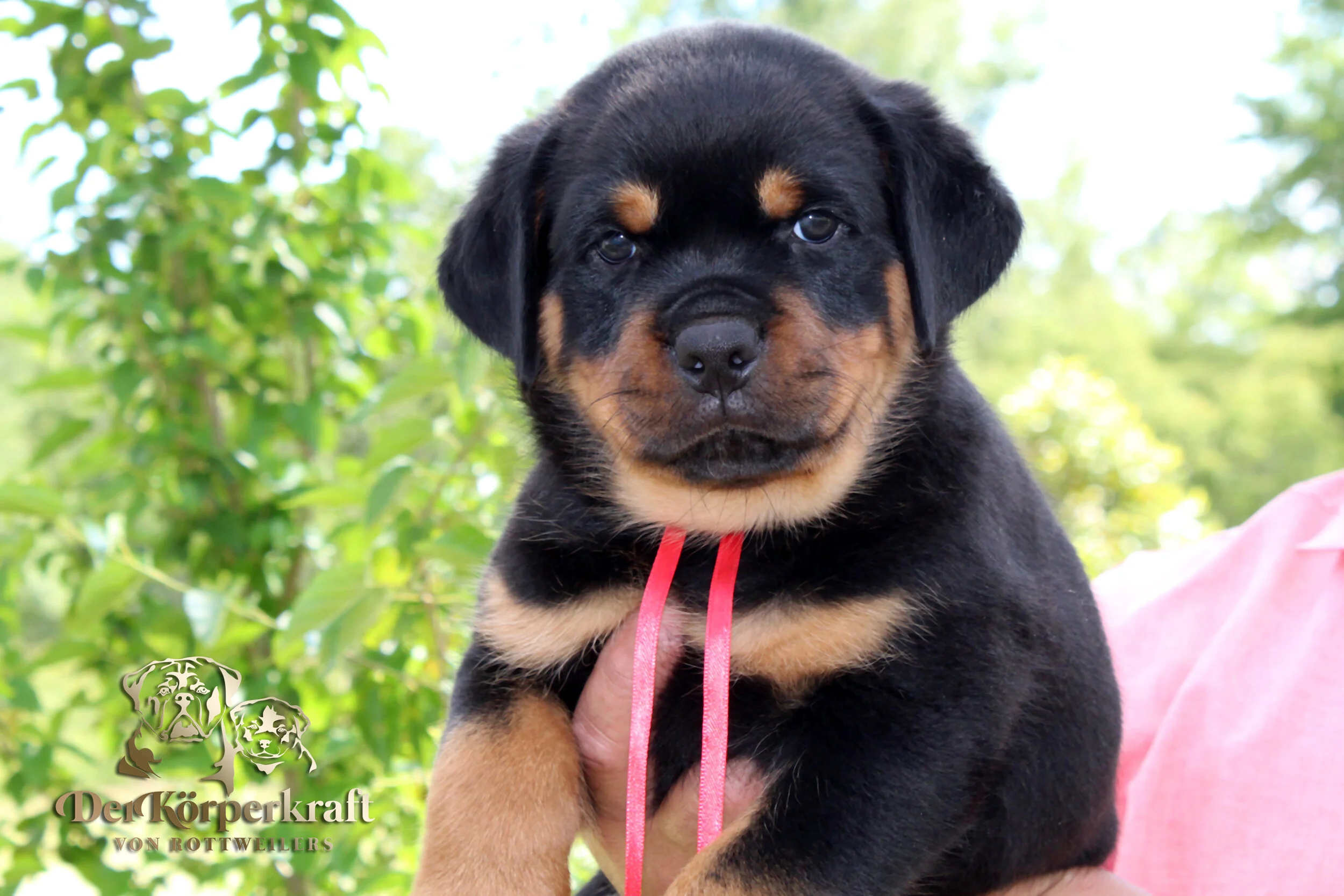 DKV Rottweilers | German Rottweiler Puppies For Sale | DKV Rottweilers ...