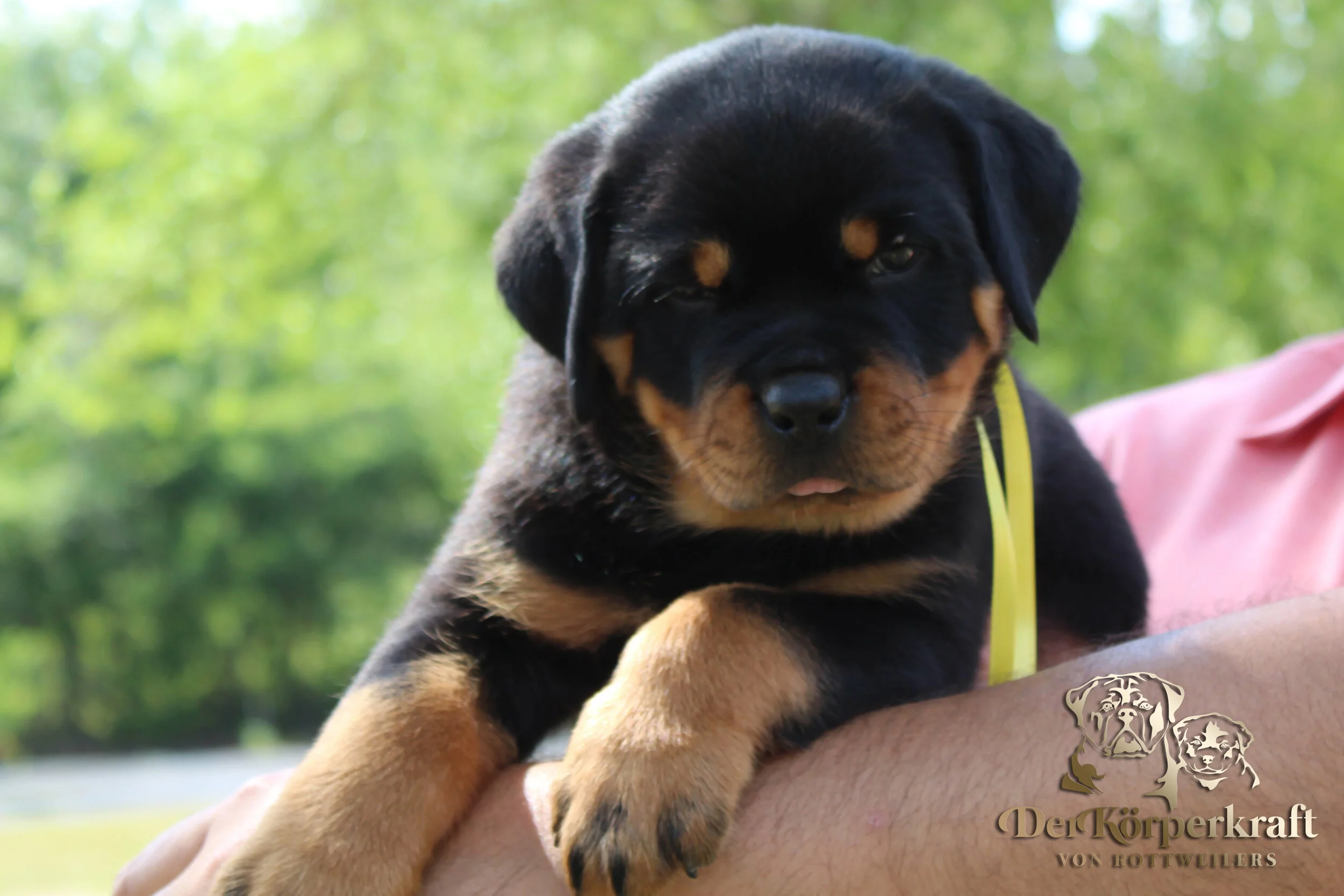 DKV Rottweilers | German Rottweiler Puppies For Sale | DKV Rottweilers ...