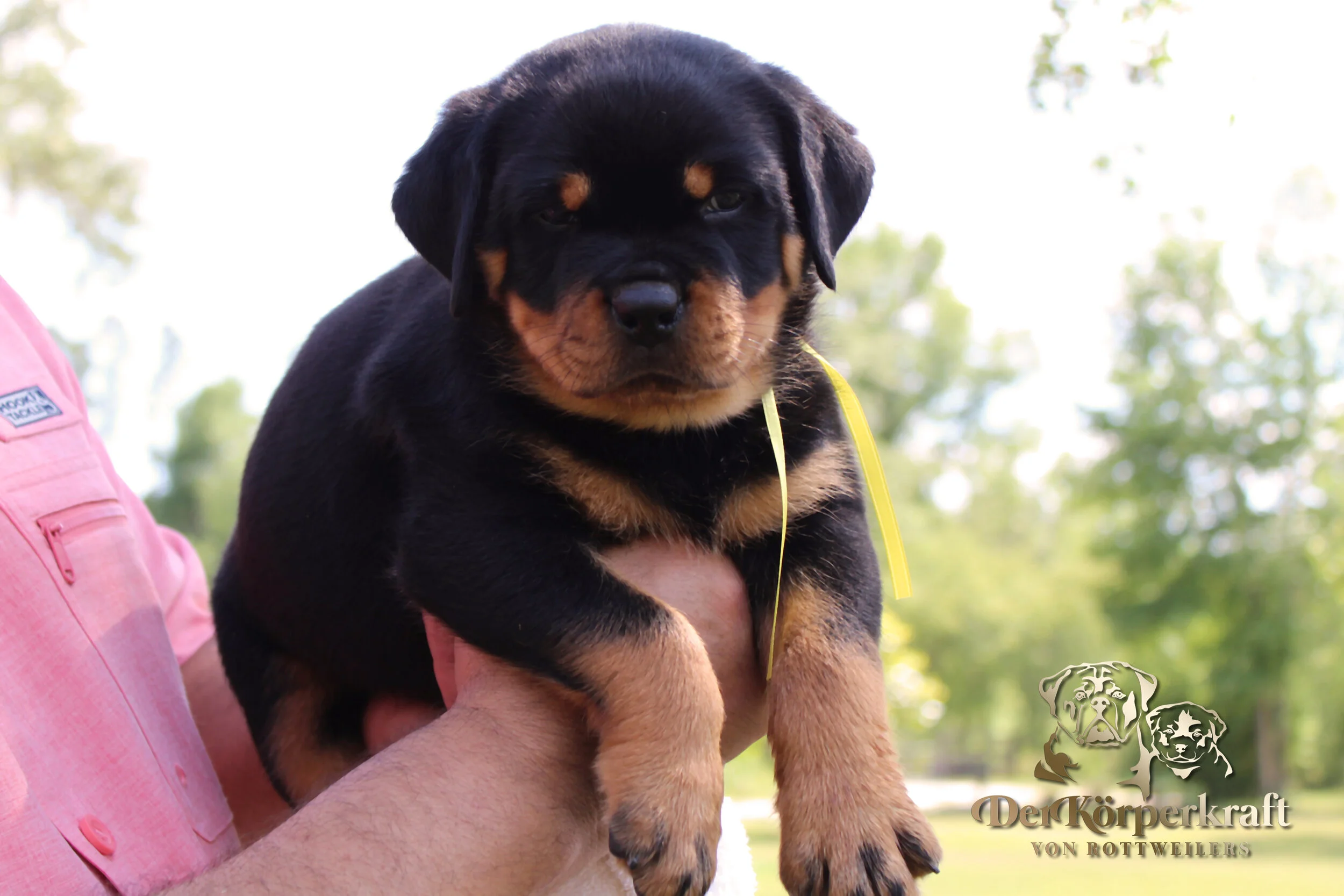 DKV Rottweilers | German Rottweiler Puppies For Sale | DKV Rottweilers ...