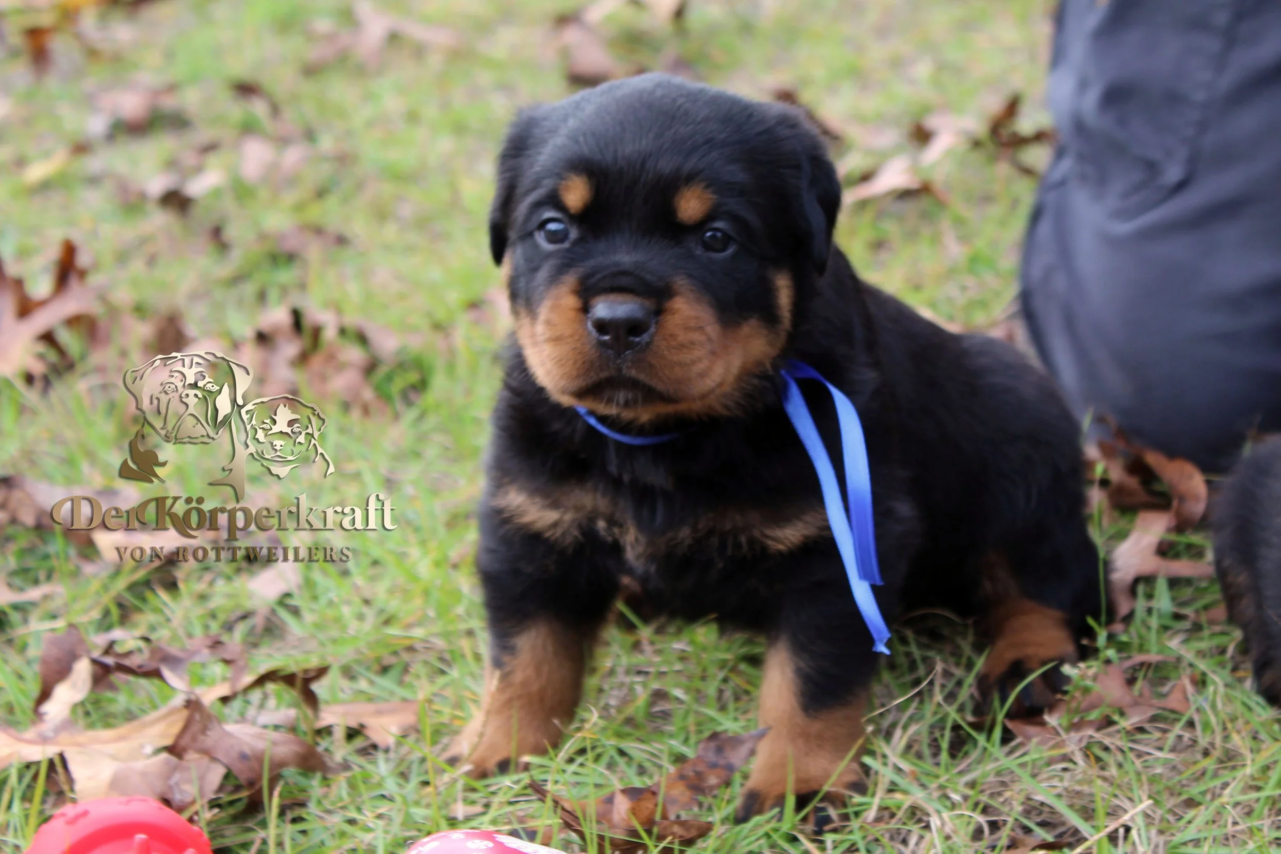 DKV Rottweilers | German Rottweiler Puppies For Sale | DKV Rottweilers ...