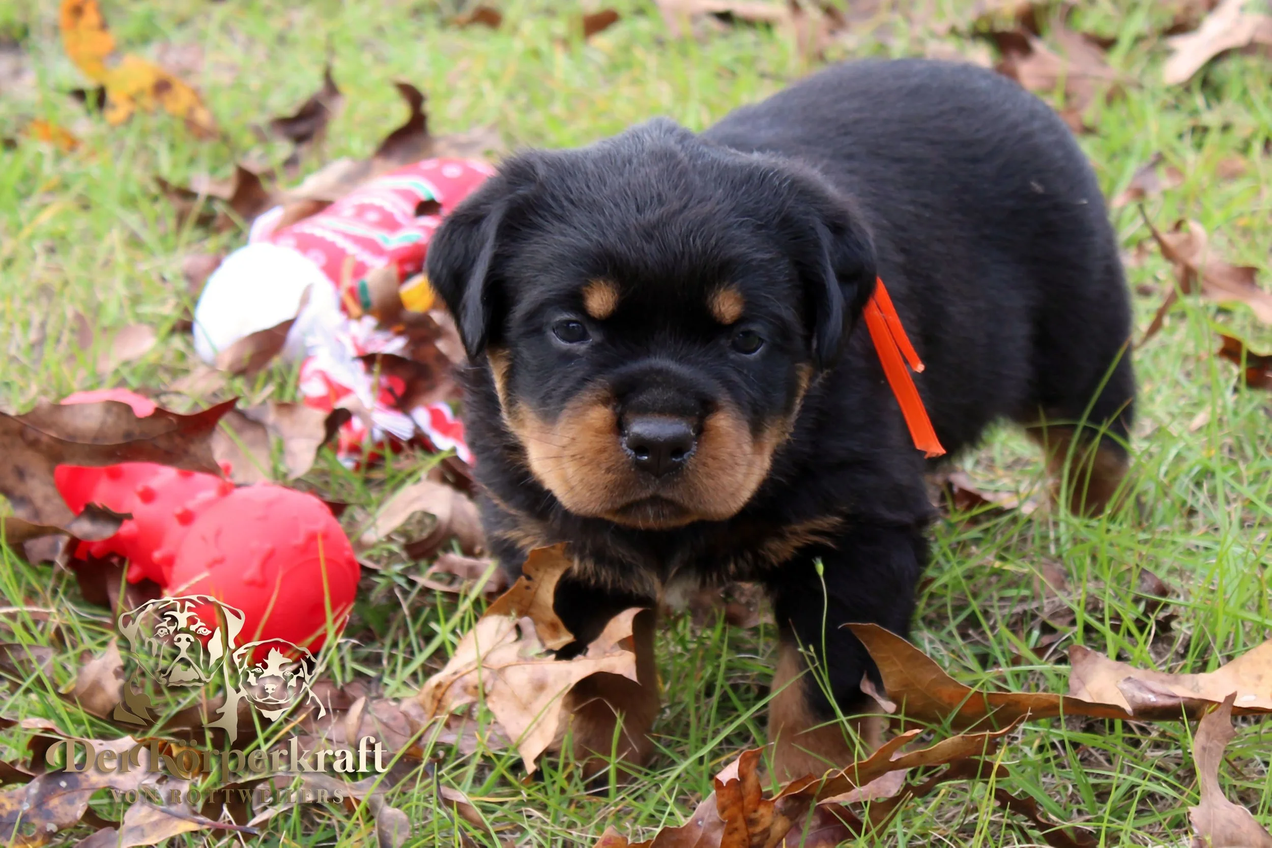 DKV Rottweilers | German Rottweiler Puppies For Sale | DKV Rottweilers ...