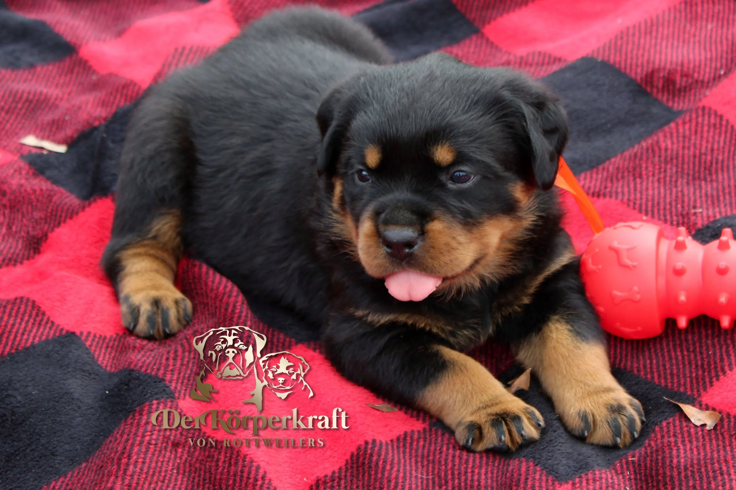 DKV Rottweilers | German Rottweiler Puppies For Sale | DKV Rottweilers ...