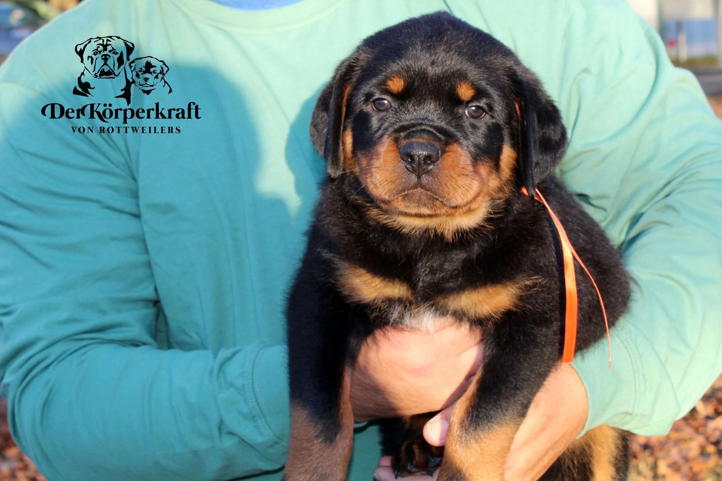 DKV Rottweilers | German Rottweiler Puppies For Sale