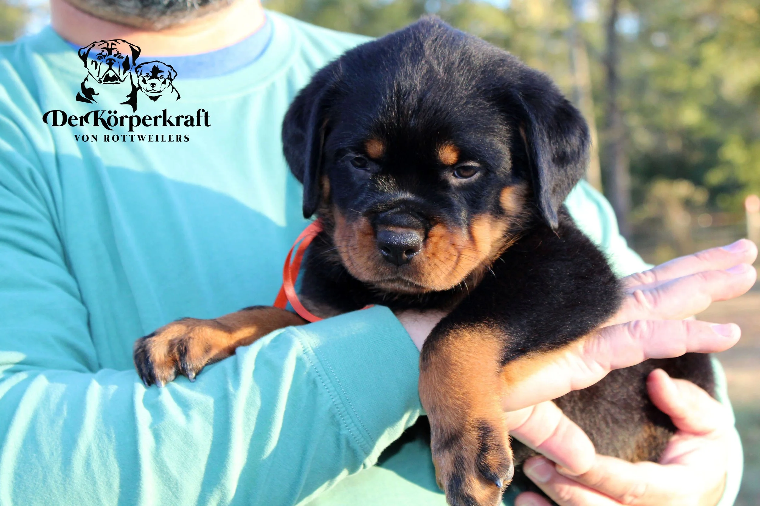 DKV Rottweilers | German Rottweiler Puppies For Sale