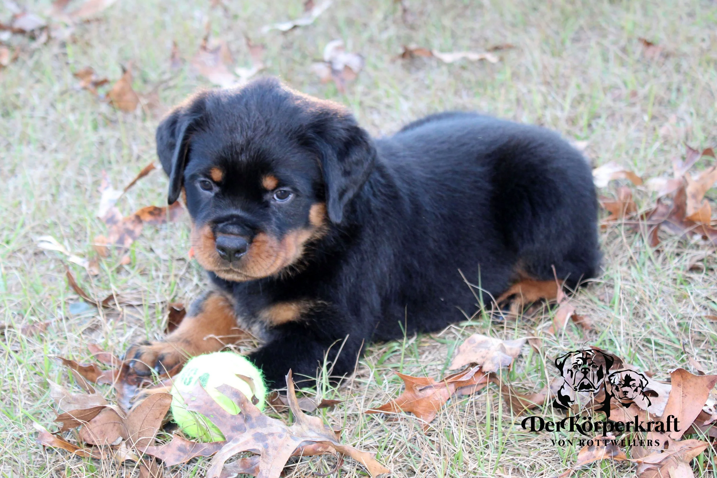 DKV Rottweilers | German Rottweiler Puppies For Sale