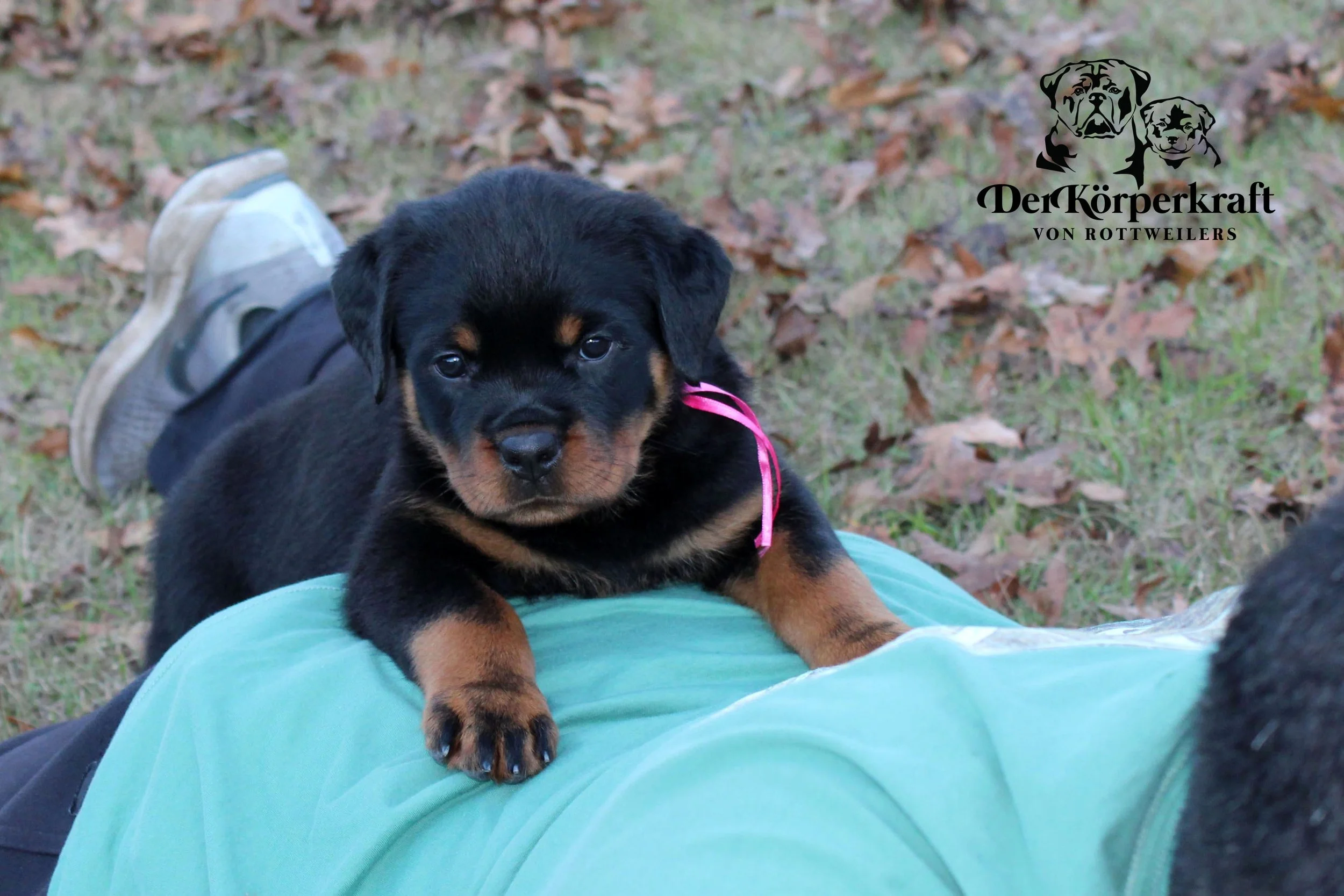 DKV Rottweilers | German Rottweiler Puppies For Sale