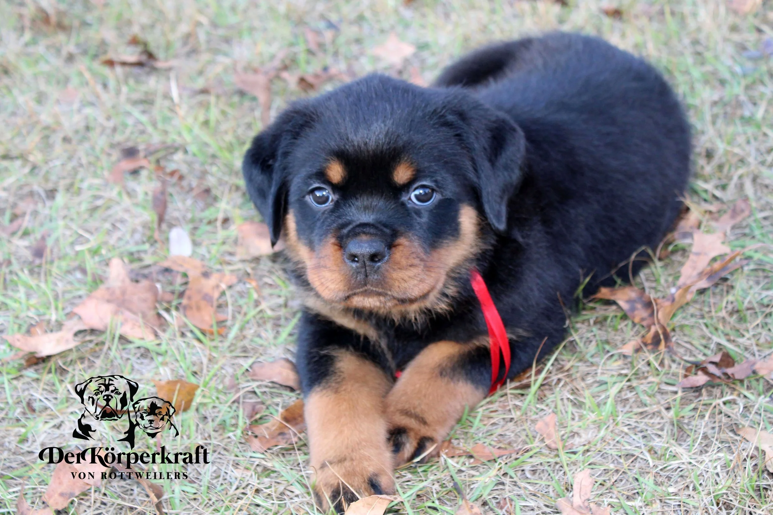 DKV Rottweilers | German Rottweiler Puppies For Sale | DKV Rottweilers ...