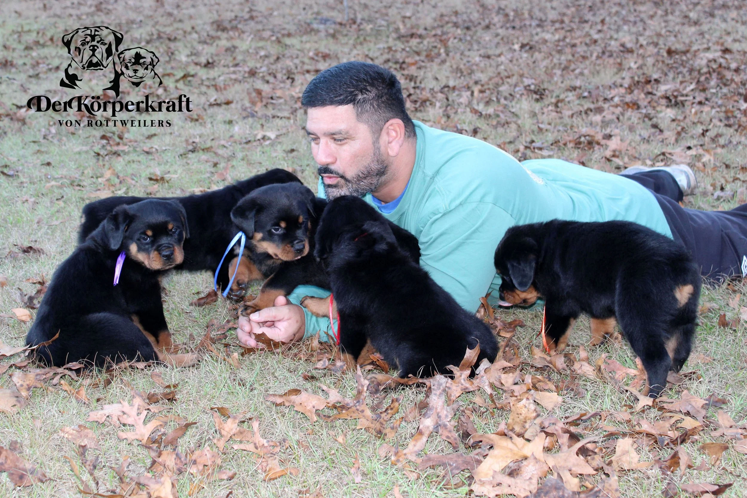 DKV Rottweilers | German Rottweiler Puppies For Sale