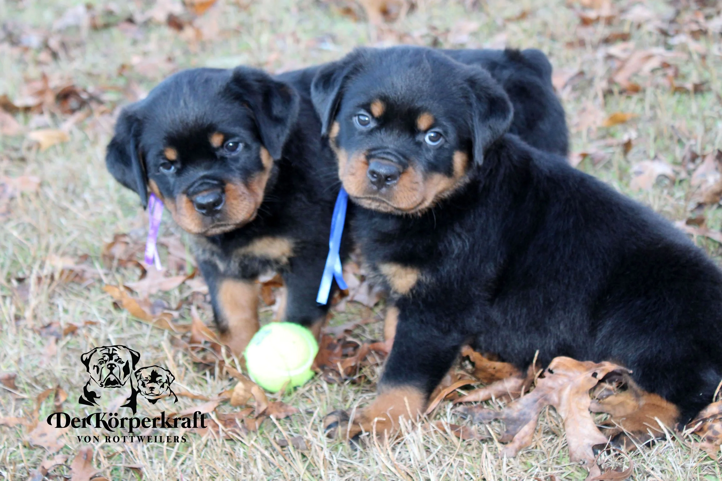 DKV Rottweilers | German Rottweiler Puppies For Sale | DKV Rottweilers ...