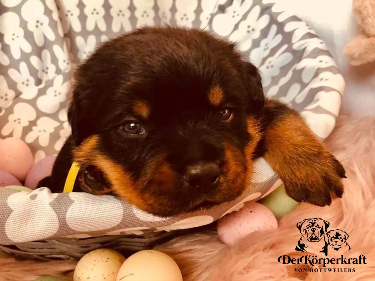 DKV Rottweilers | German Rottweiler Puppies For Sale | DKV Rottweilers ...