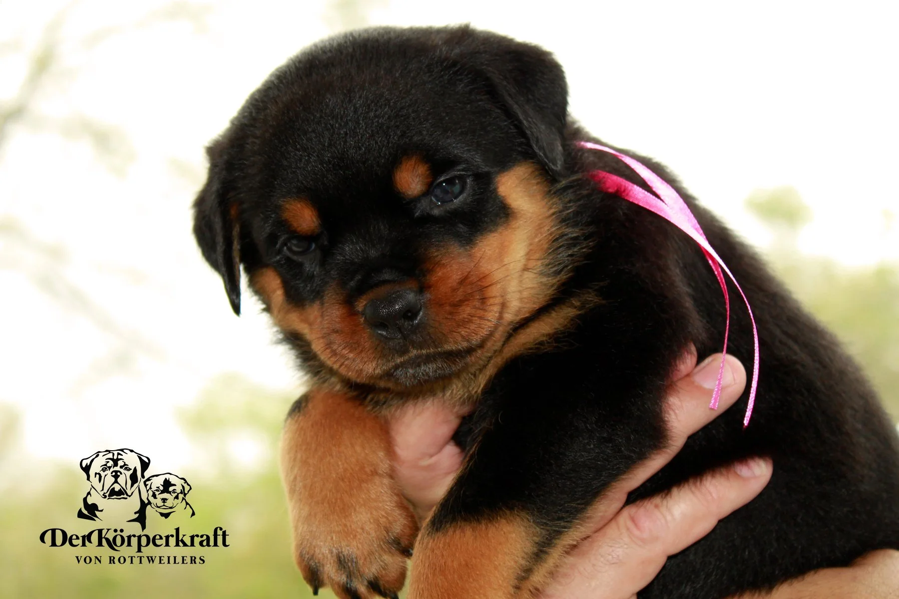 DKV Rottweilers | German Rottweiler Puppies For Sale