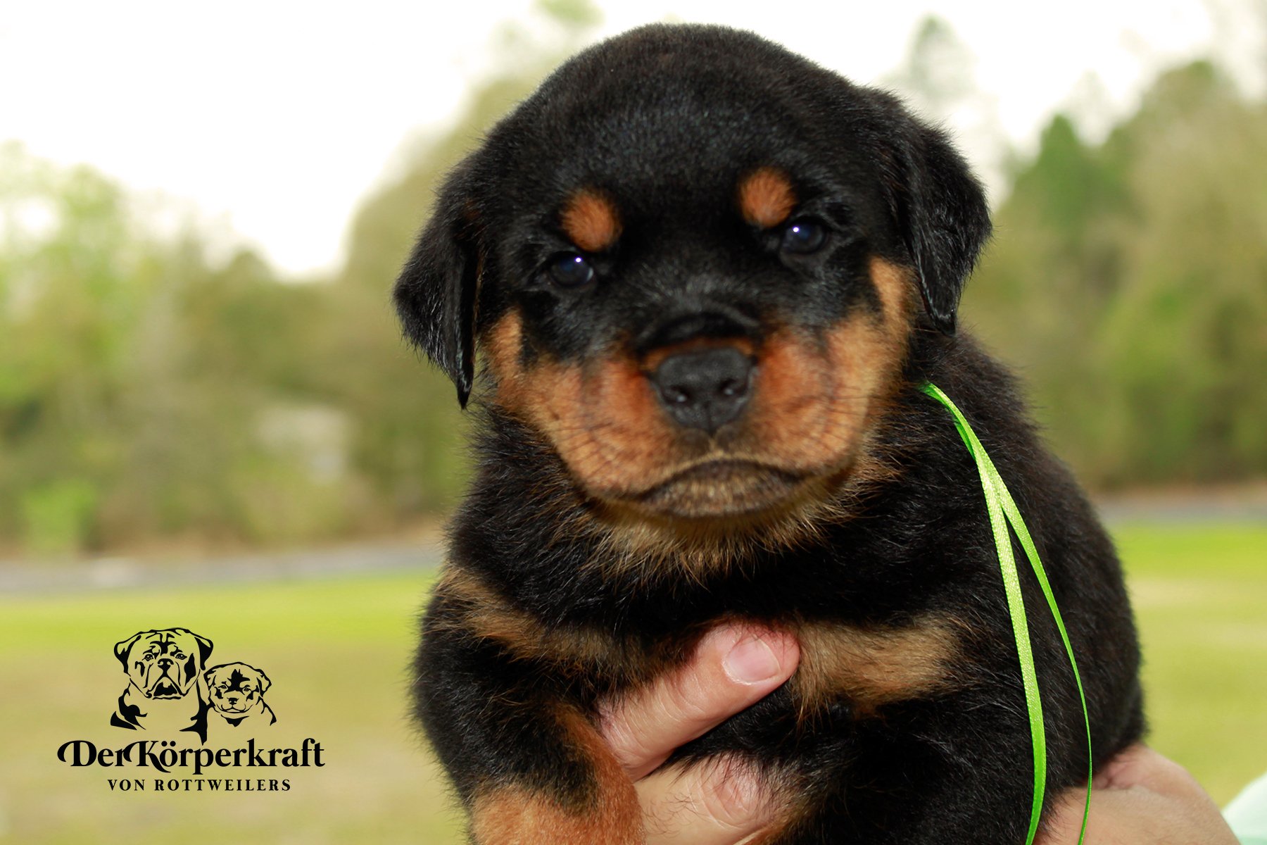 DKV Rottweilers | German Rottweiler Puppies For Sale