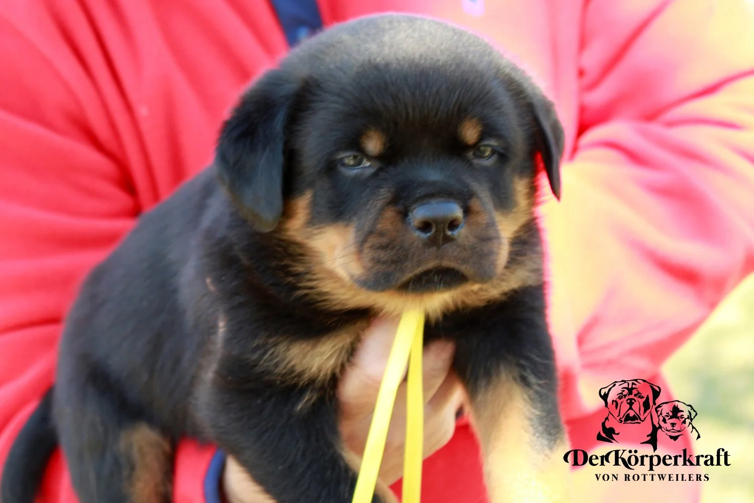 DKV Rottweilers | German Rottweiler Puppies For Sale | DKV Rottweilers ...