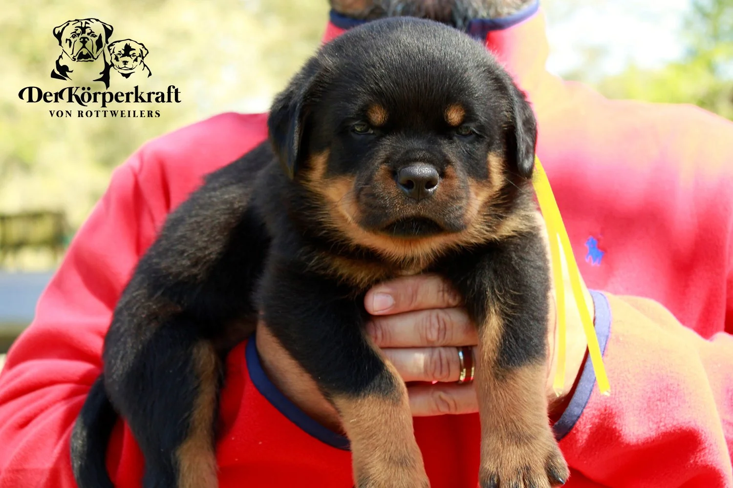 DKV Rottweilers | German Rottweiler Puppies For Sale | DKV Rottweilers ...