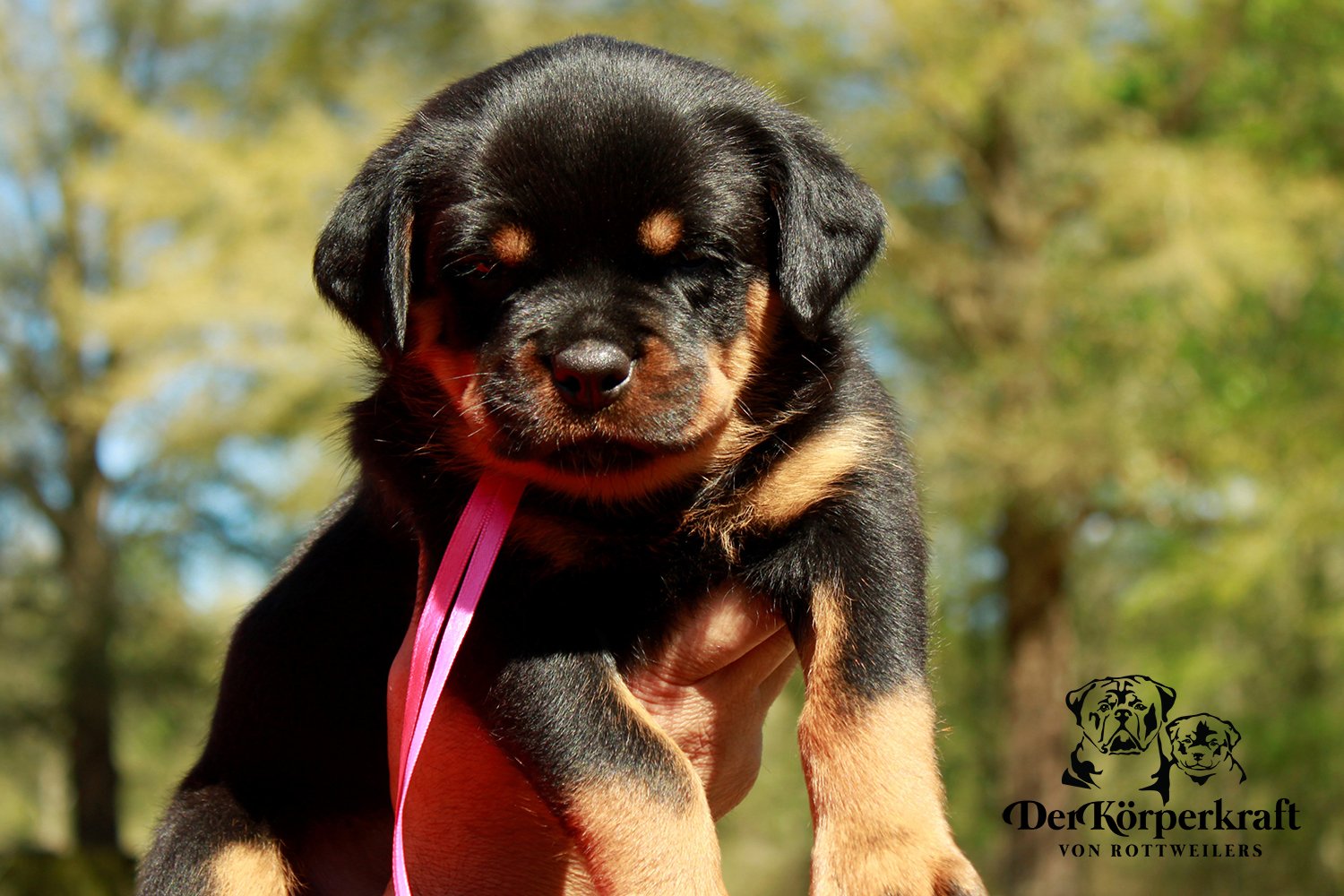DKV Rottweilers | German Rottweiler Puppies For Sale | DKV Rottweilers ...