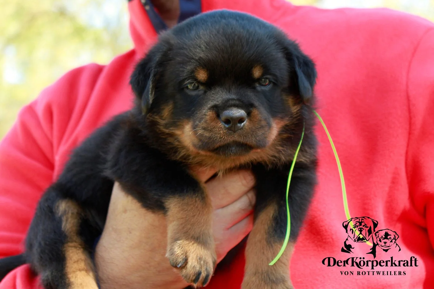 DKV Rottweilers | German Rottweiler Puppies For Sale