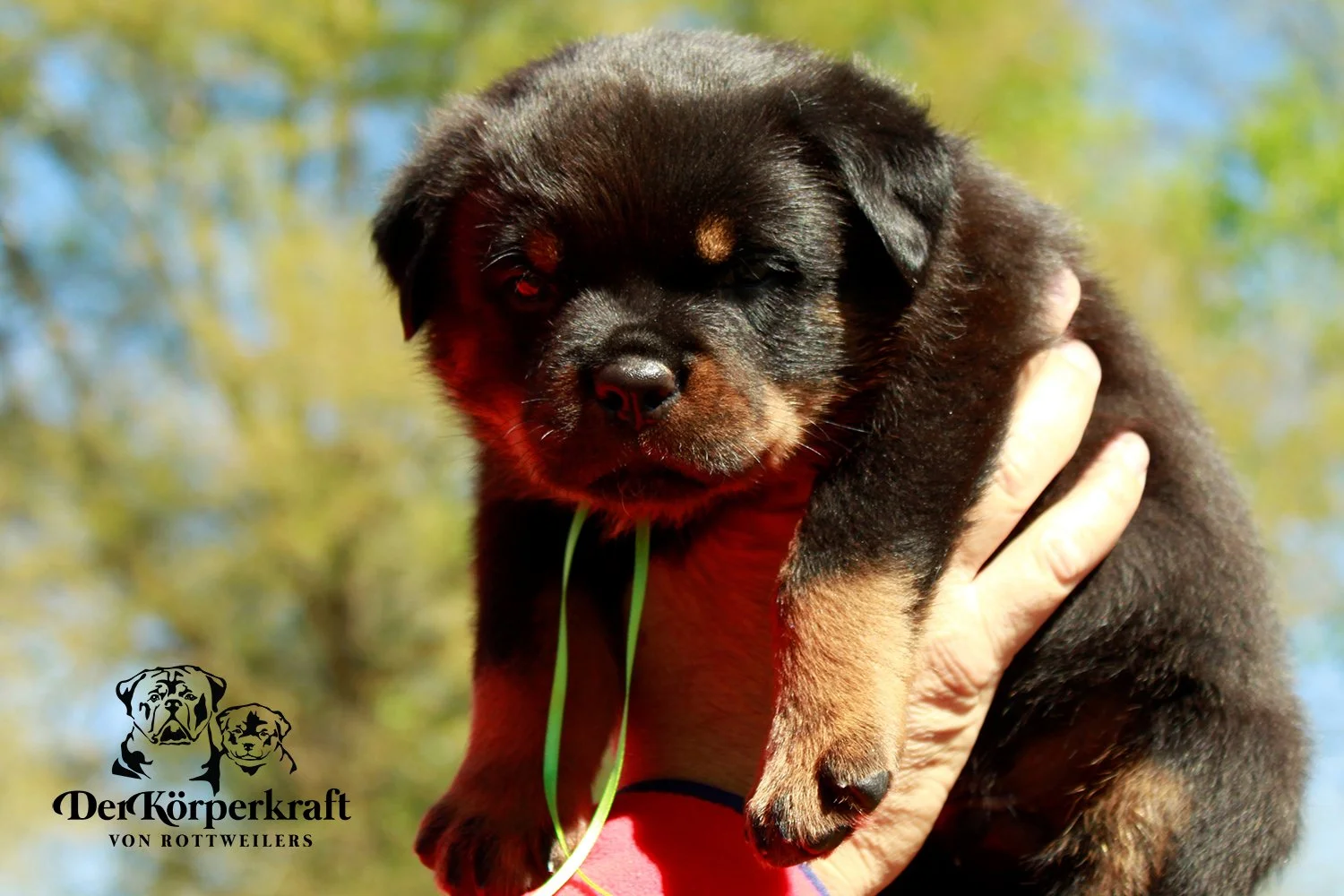 DKV Rottweilers | German Rottweiler Puppies For Sale