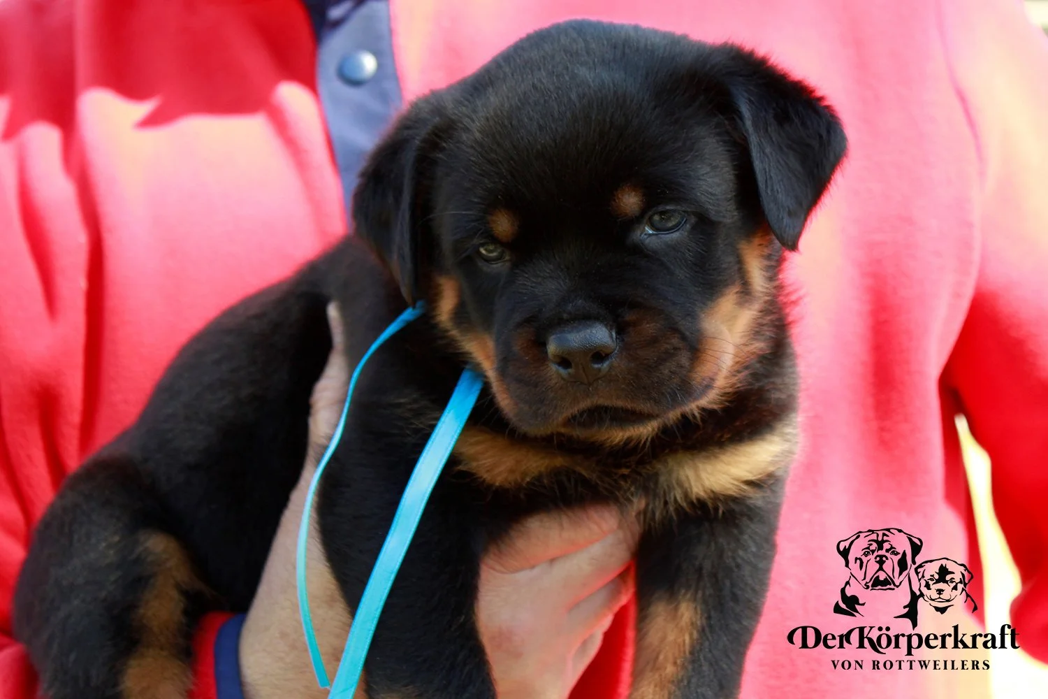 GERMAN ROTTWEILER PUPPIES FOR SALE
