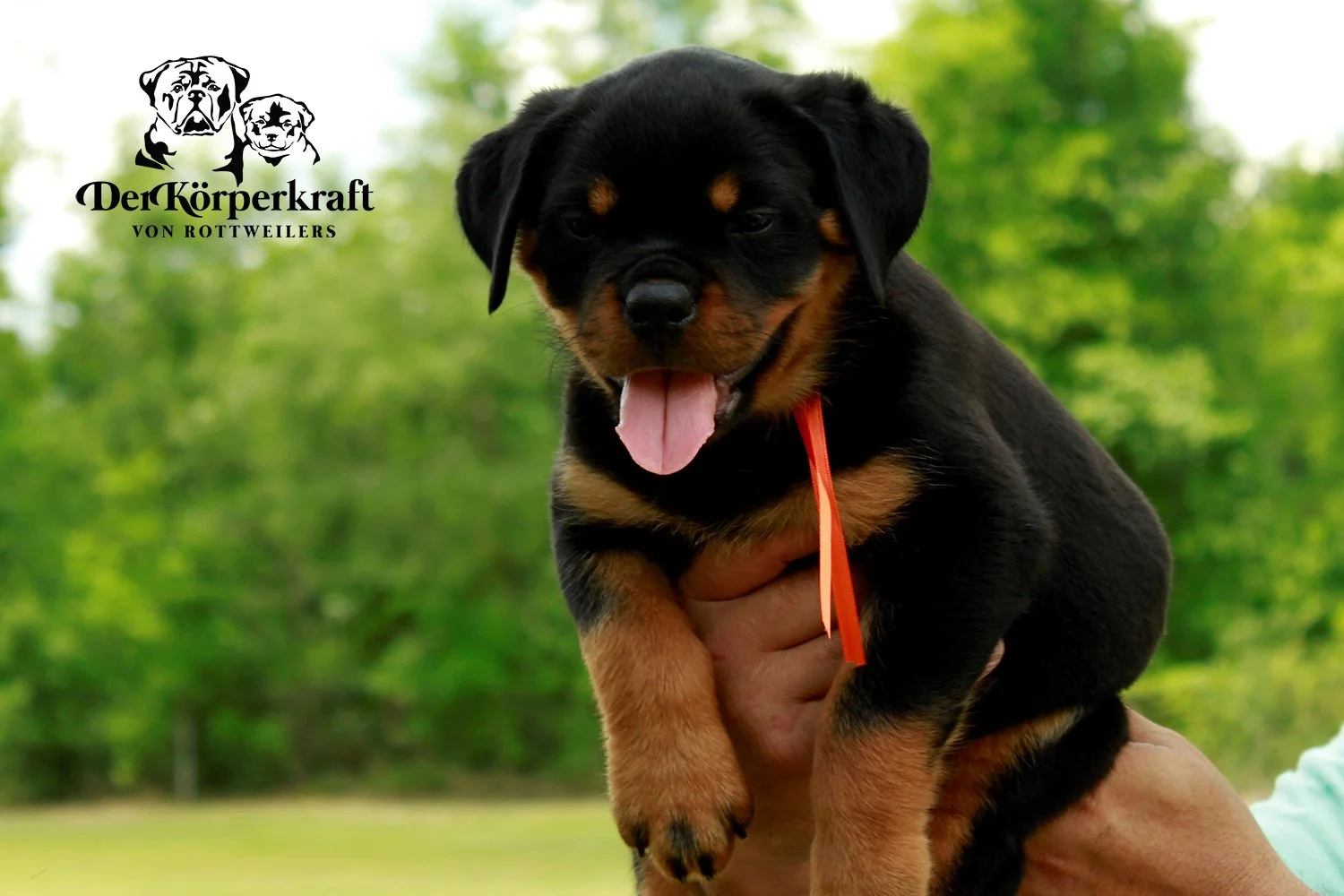 GERMAN ROTTWEILER PUPPIES FOR SALE | Rico-Luna