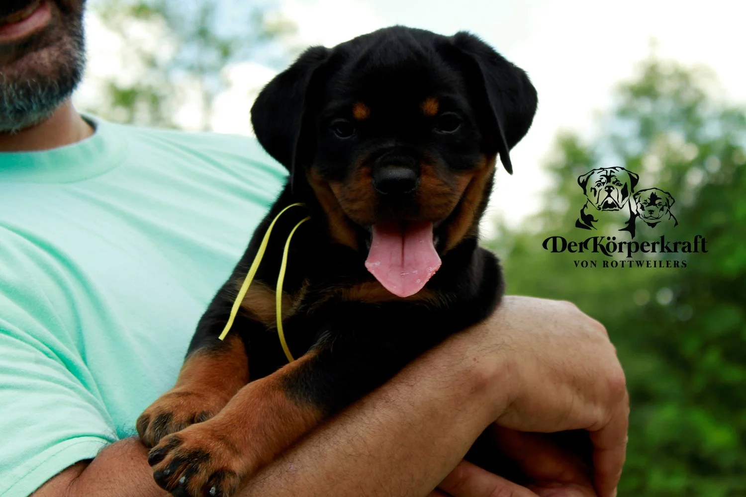 DKV Rottweilers | German Rottweiler Puppies For Sale | DKV Rottweilers ...