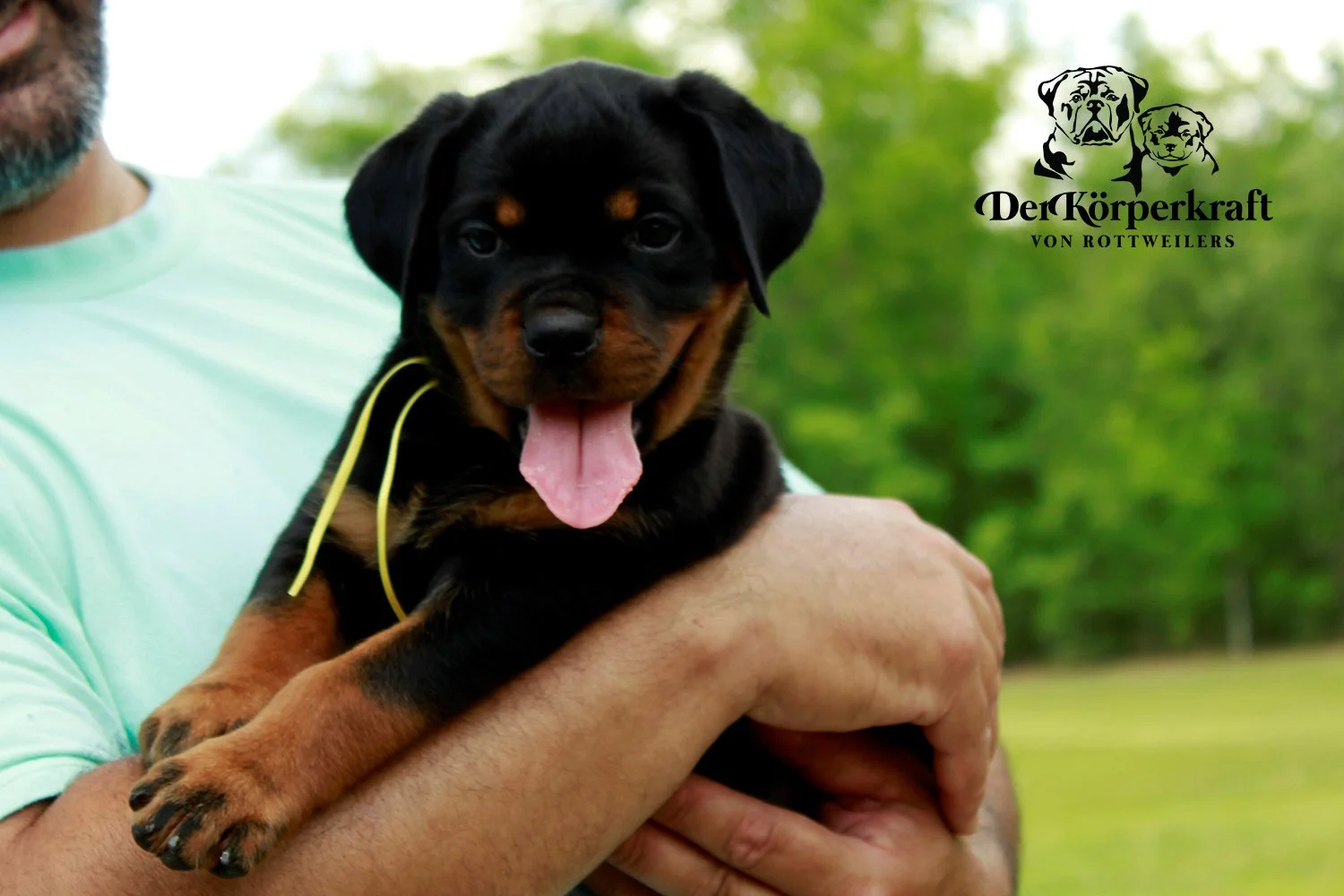 DKV Rottweilers | German Rottweiler Puppies For Sale | DKV Rottweilers ...