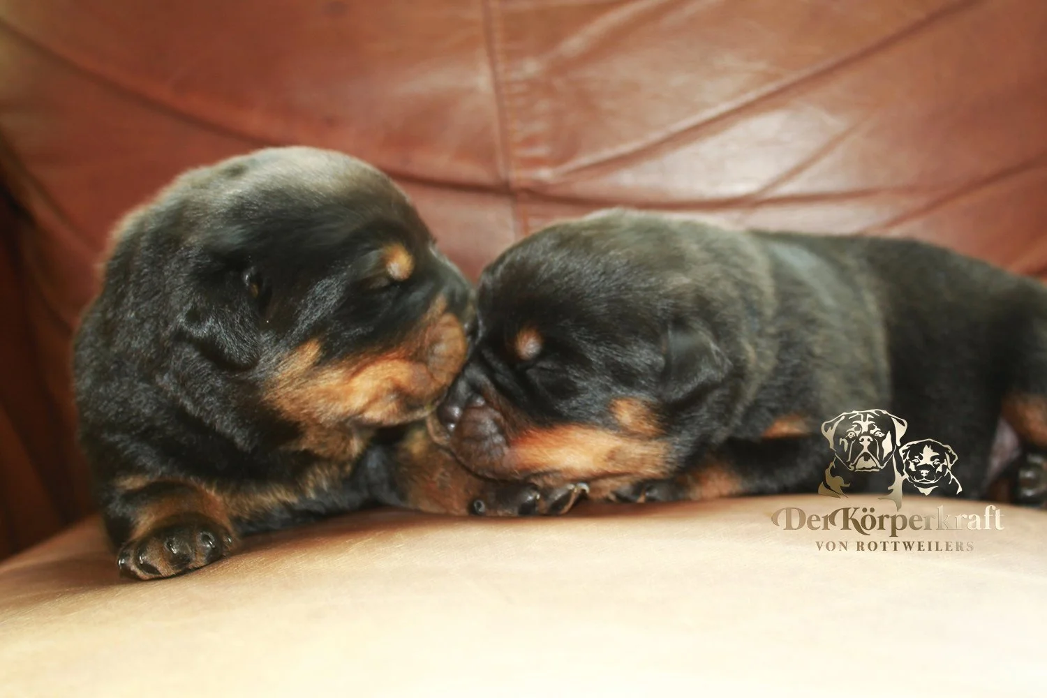 DKV Rottweilers | German Rottweiler Puppies For Sale | DKV Rottweilers ...