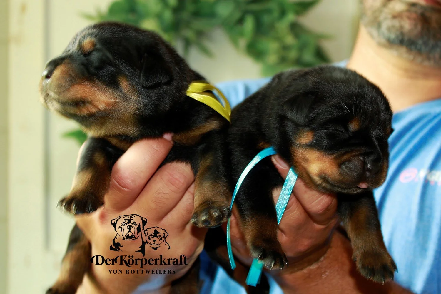 DKV Rottweilers | German Rottweiler Puppies For Sale | DKV Rottweilers ...