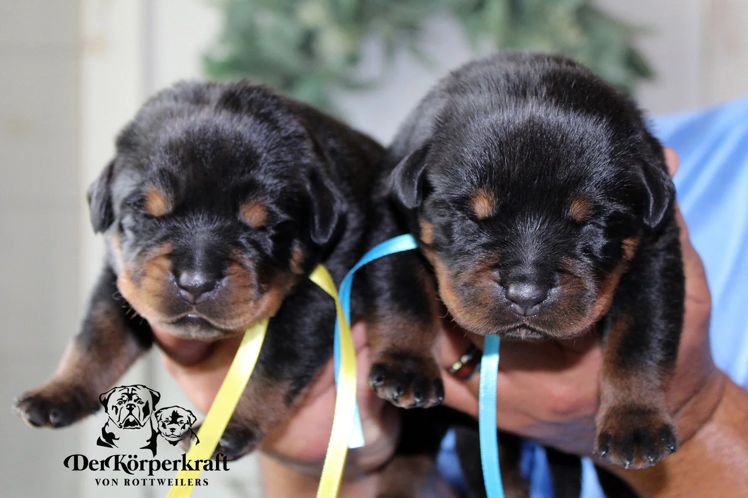DKV Rottweilers | German Rottweiler Puppies For Sale | DKV Rottweilers ...