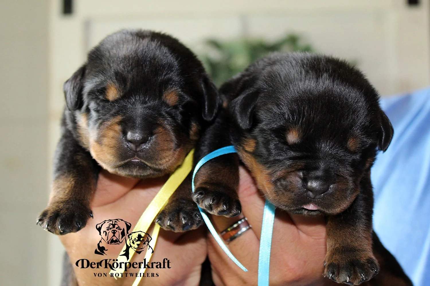 DKV Rottweilers | German Rottweiler Puppies For Sale | DKV Rottweilers ...
