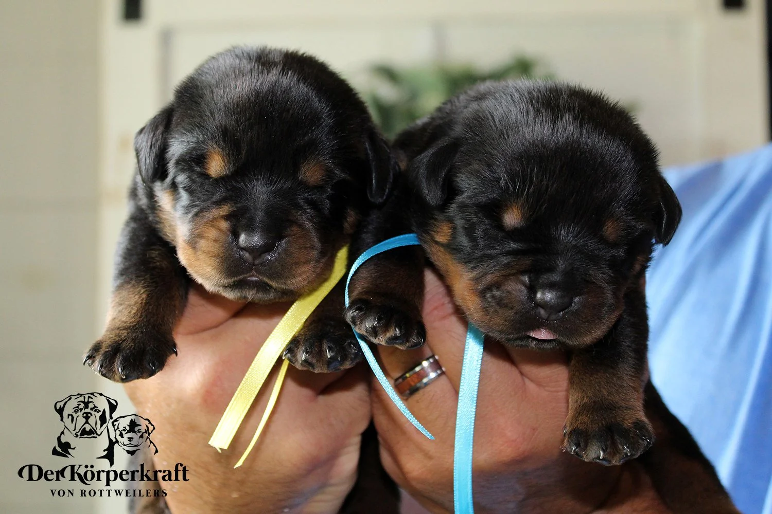DKV Rottweilers | German Rottweiler Puppies For Sale | DKV Rottweilers ...