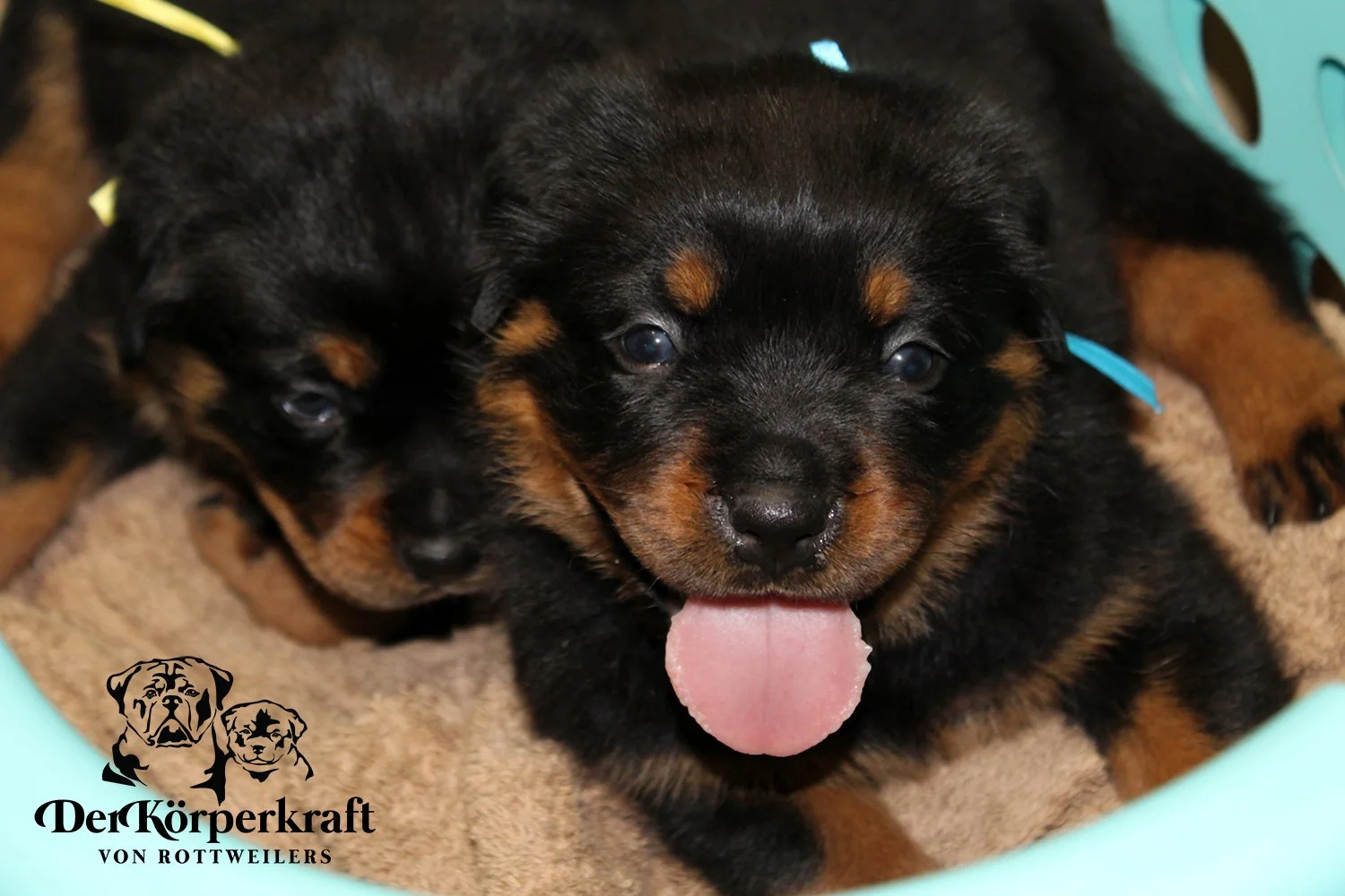 DKV Rottweilers | German Rottweiler Puppies For Sale | DKV Rottweilers ...