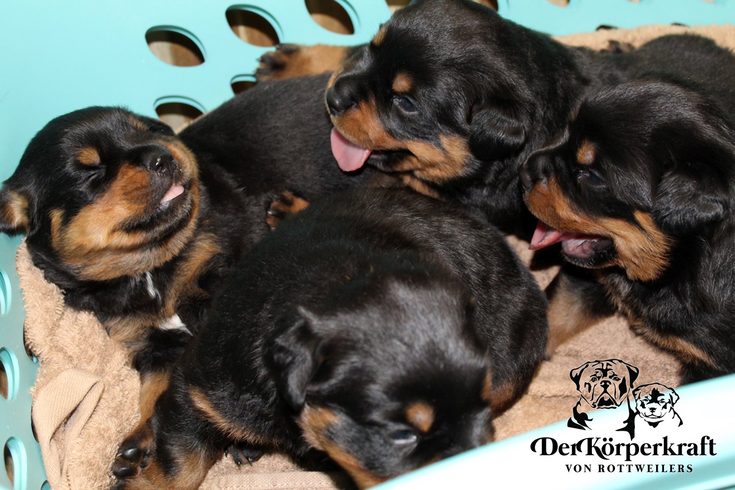 DKV Rottweilers | German Rottweiler Puppies For Sale | DKV Rottweilers ...