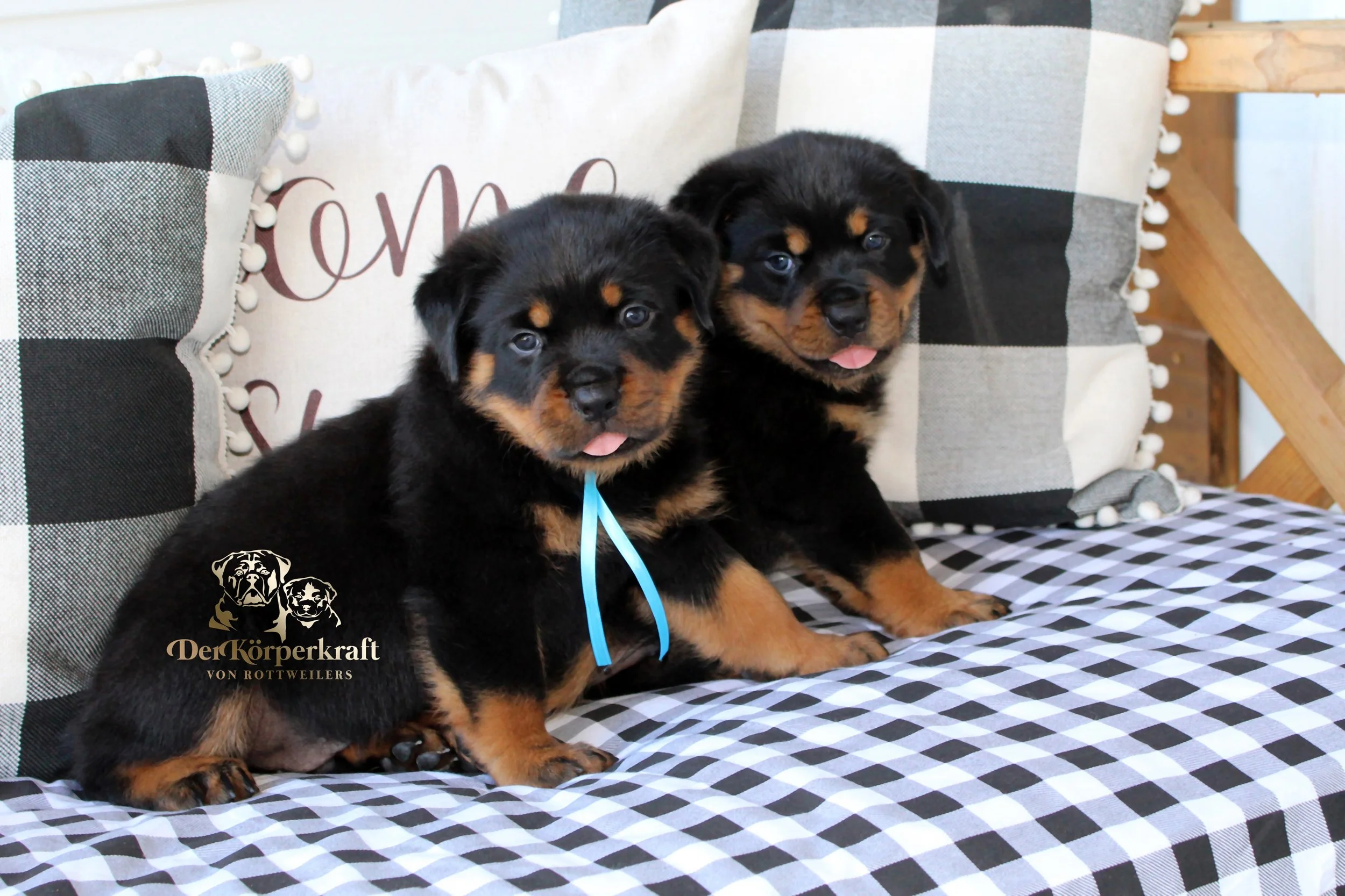 DKV Rottweilers | German Rottweiler Puppies For Sale | DKV Rottweilers ...