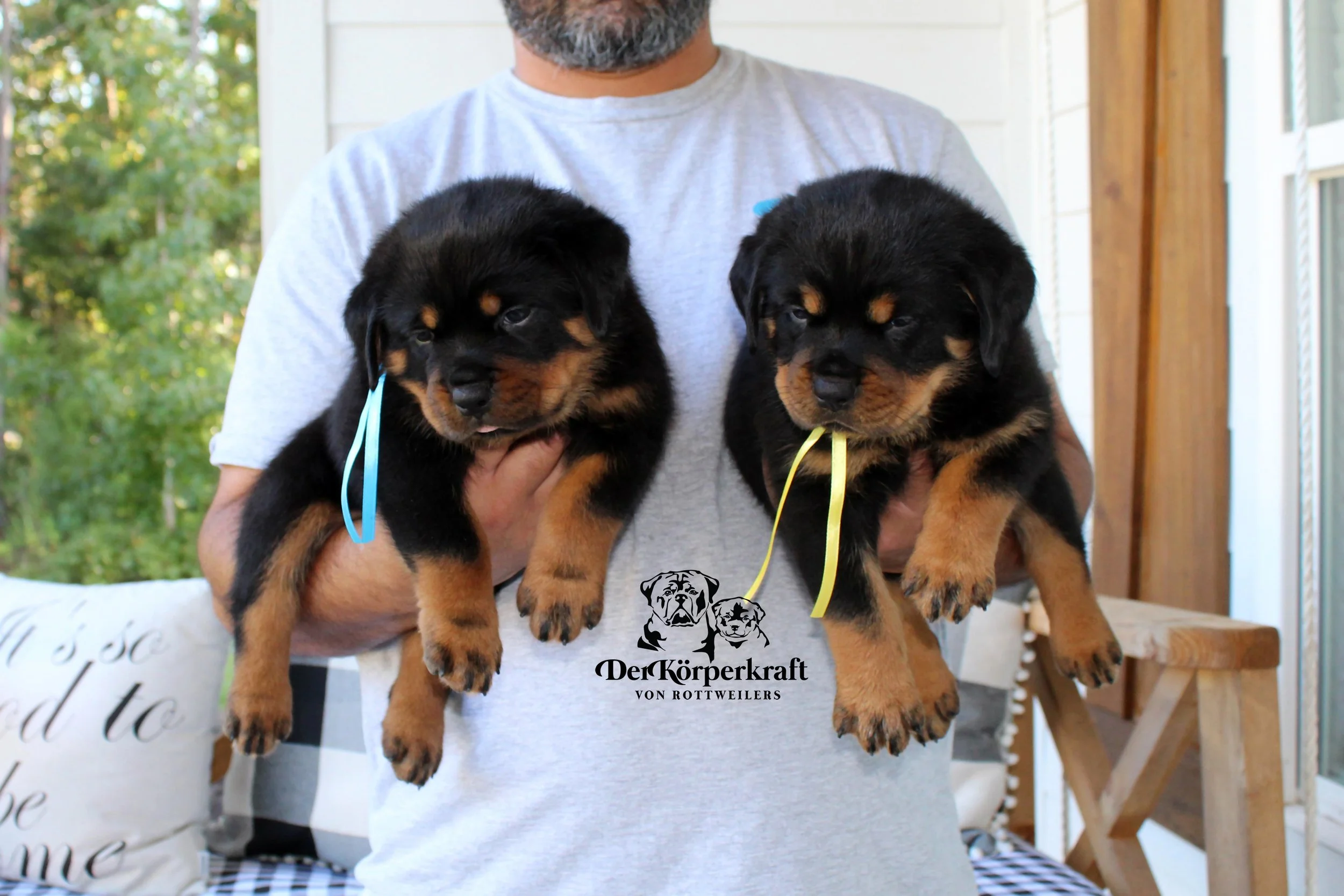 DKV Rottweilers | German Rottweiler Puppies For Sale | DKV Rottweilers ...