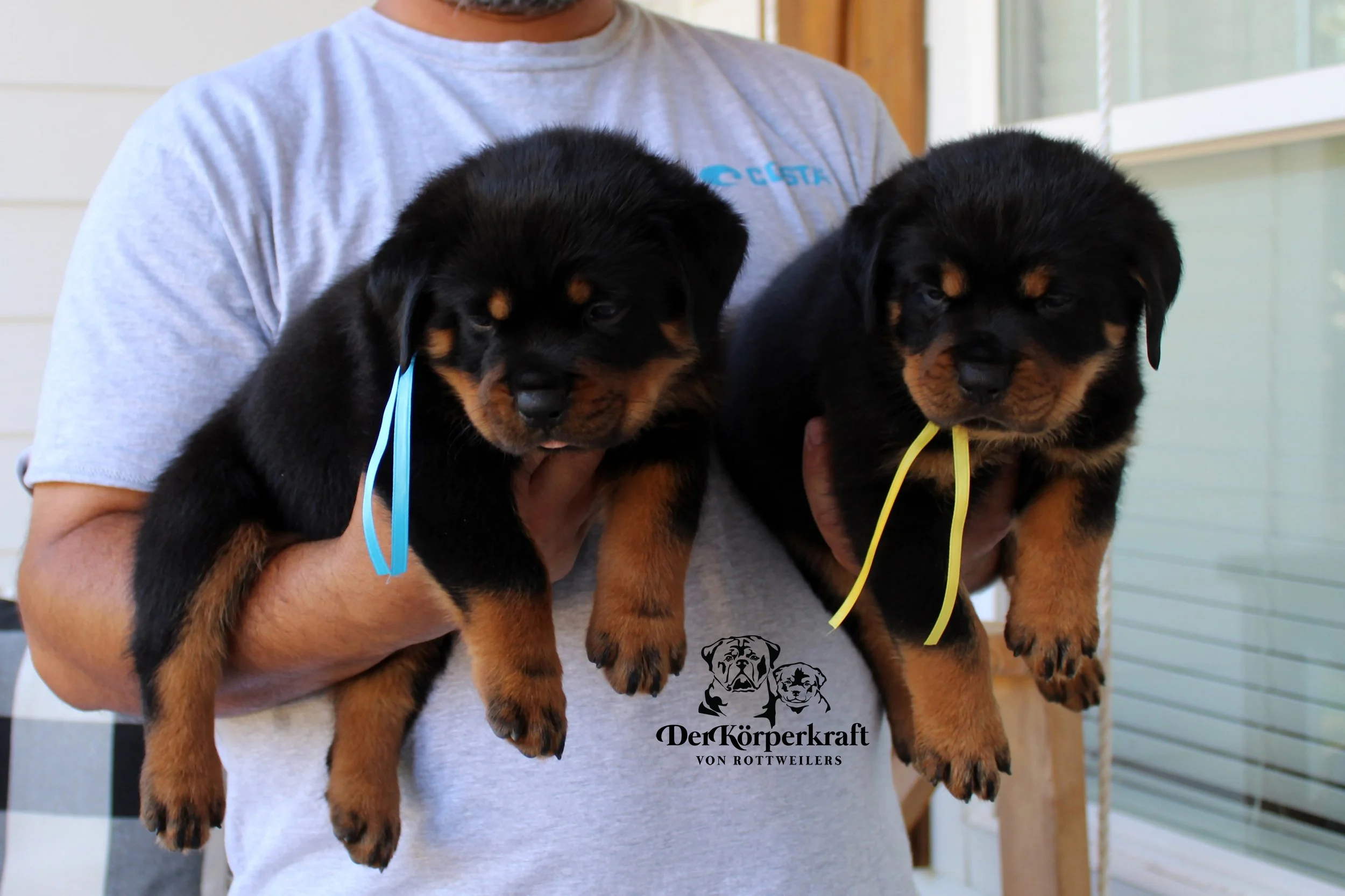 DKV Rottweilers | German Rottweiler Puppies For Sale | DKV Rottweilers ...