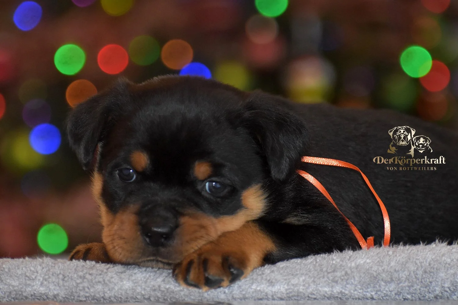 DKV Rottweilers | German Rottweiler Puppies For Sale | DKV Rottweilers ...
