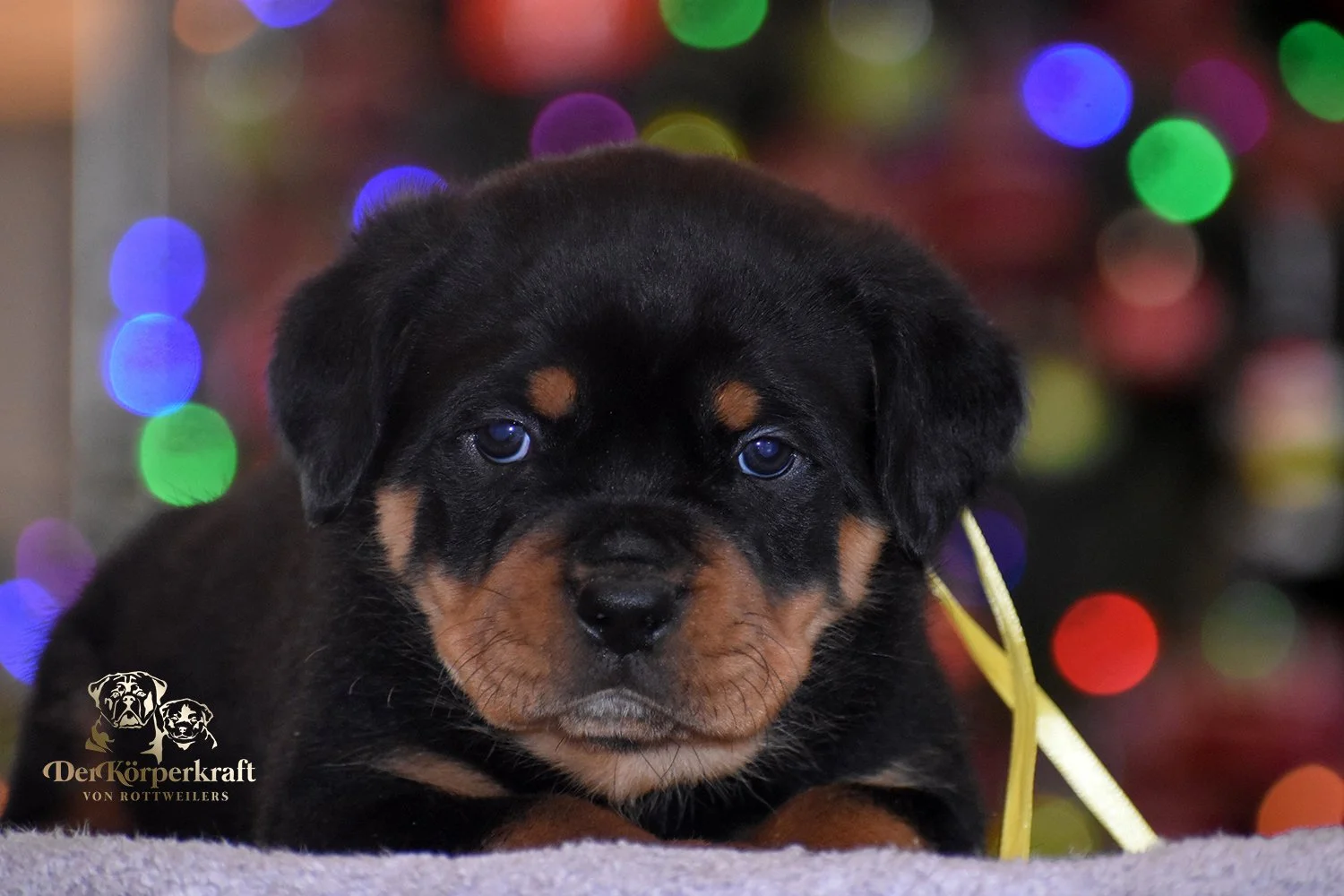 DKV Rottweilers | German Rottweiler Puppies For Sale | DKV Rottweilers ...