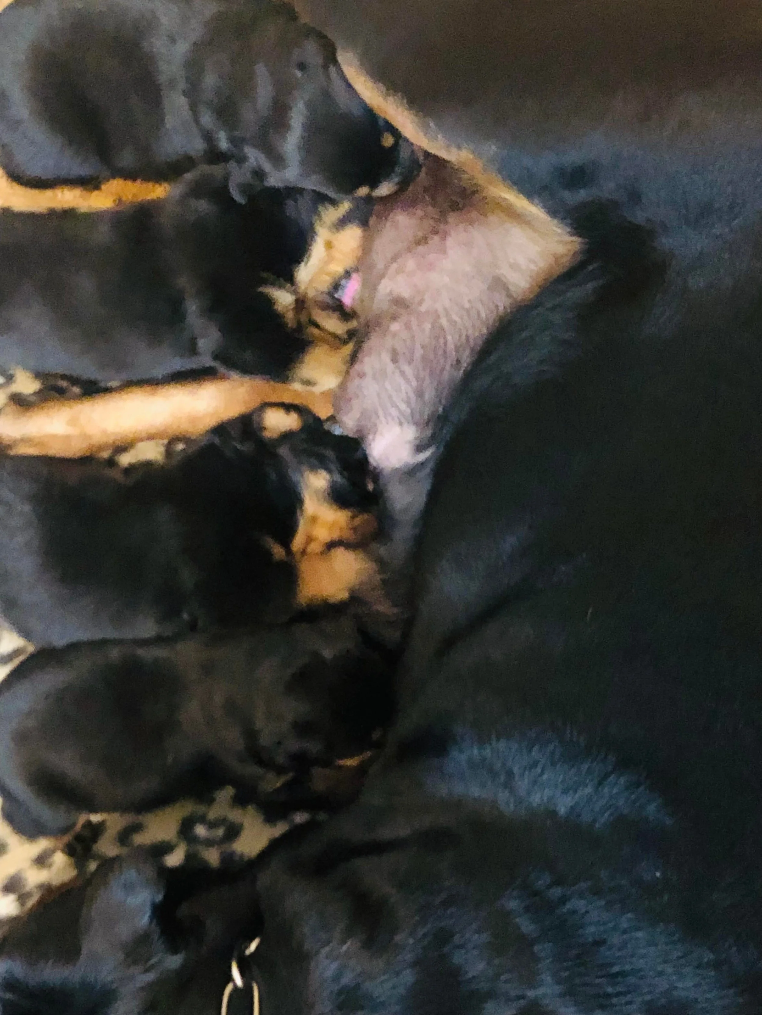 DKV Rottweilers | German Rottweiler Puppies For Sale | Rico-Elga