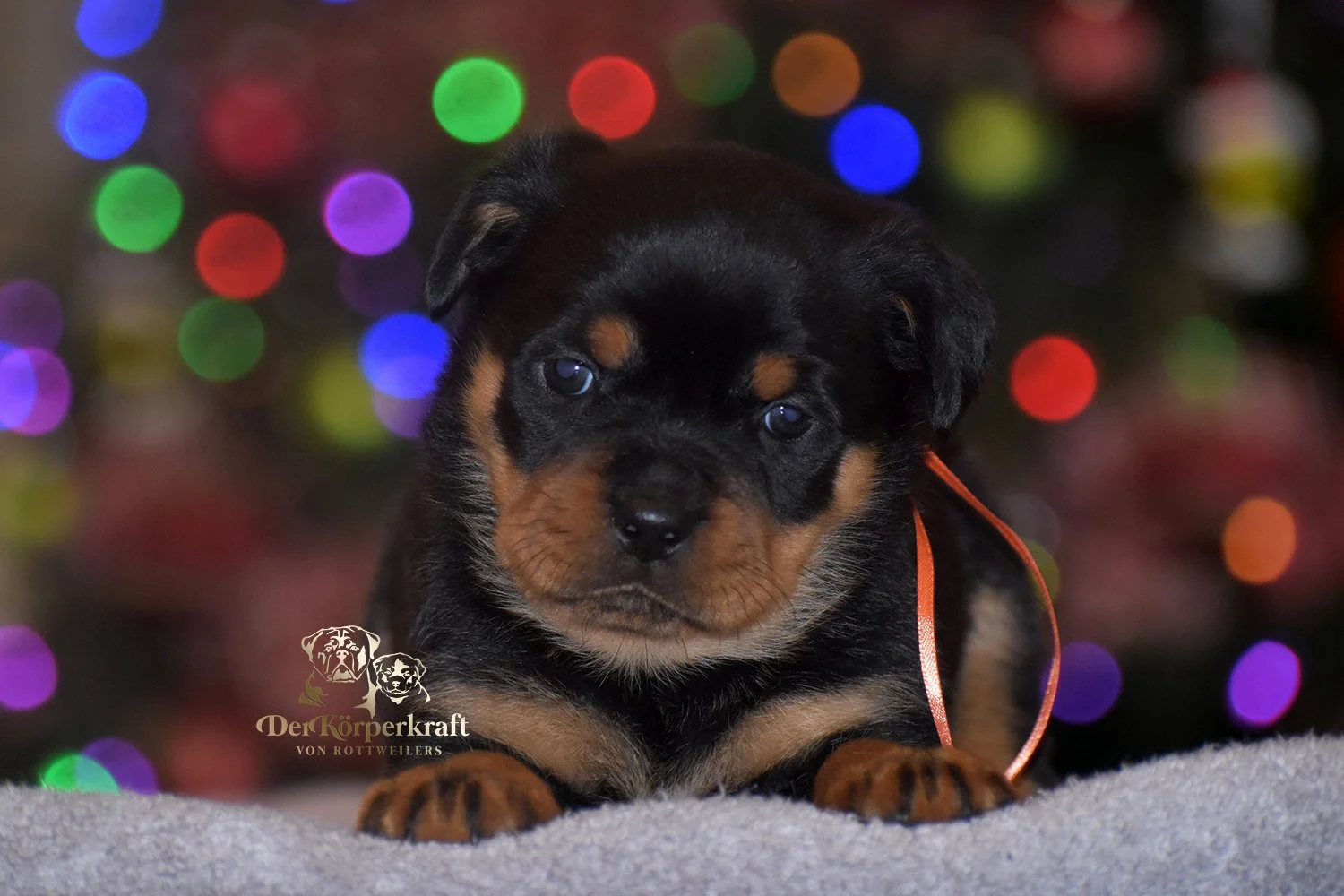 DKV Rottweilers | German Rottweiler Puppies For Sale | Rico-Elga