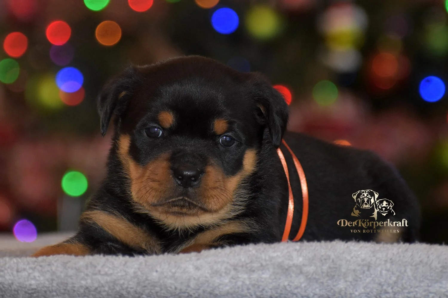 DKV Rottweilers | German Rottweiler Puppies For Sale | Rico-Elga