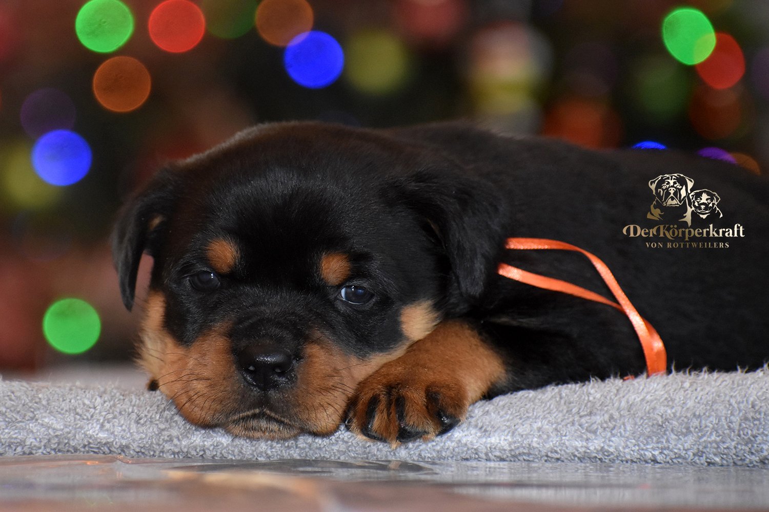 DKV Rottweilers | German Rottweiler Puppies For Sale | Rico-Elga