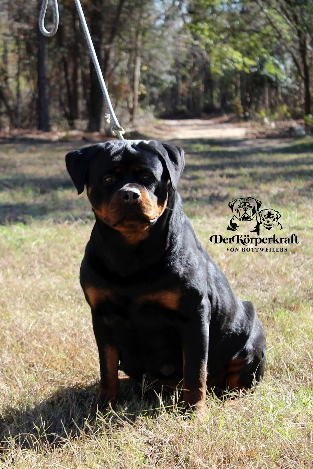 DKV Rottweilers | German Rottweiler Puppies For Sale | Virtus-Brenda